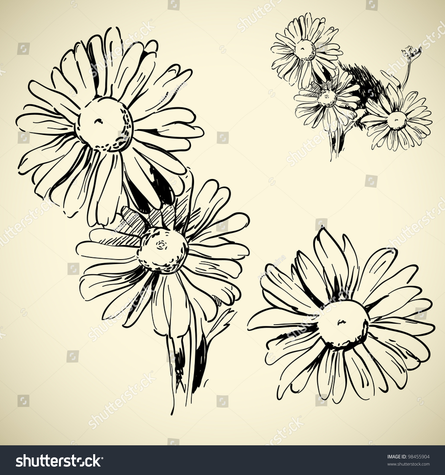 Camomile Ink Drawing Stock Vector (Royalty Free) 98455904