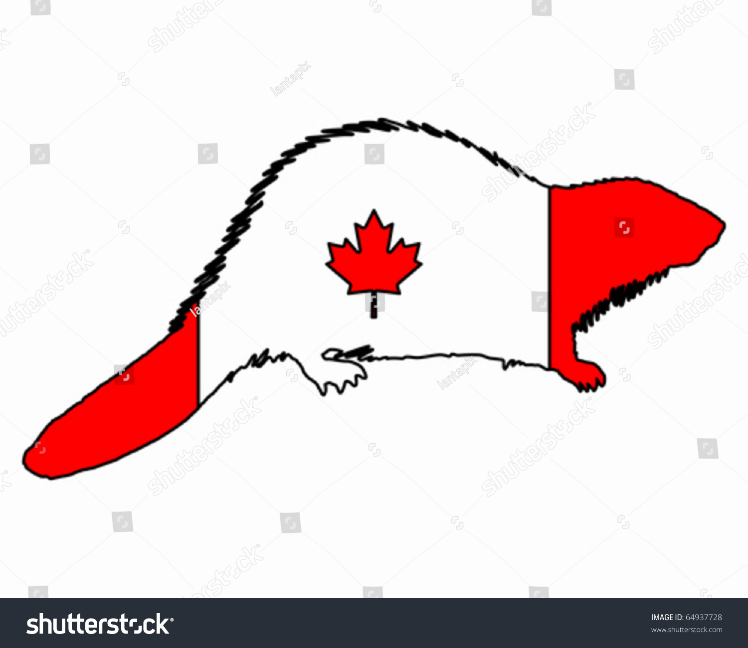 Canadian Beaver Stock Vector 64937728 - Shutterstock