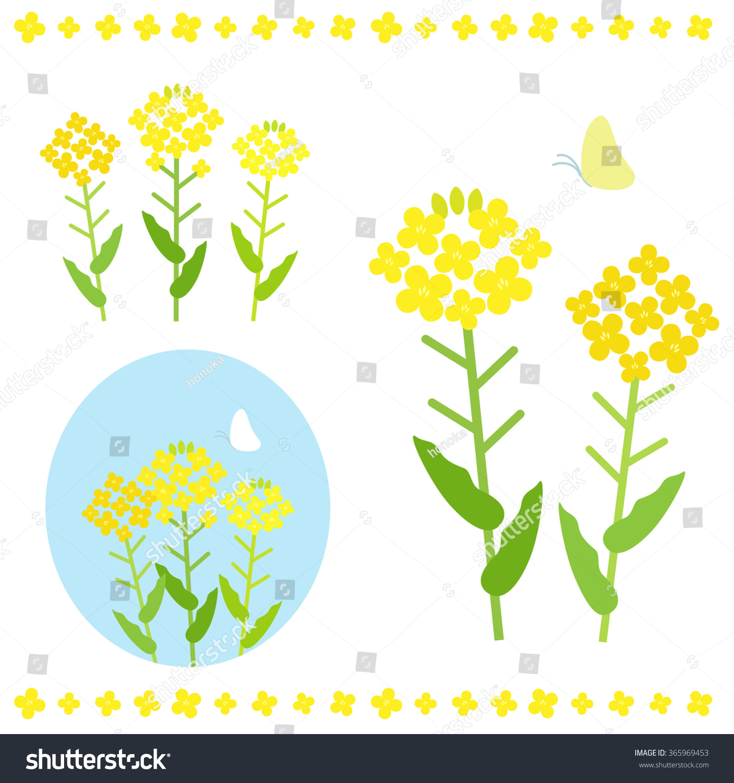 Canola Flower Vector Eps 10 Stock Vector (Royalty Free) 365969453 ...