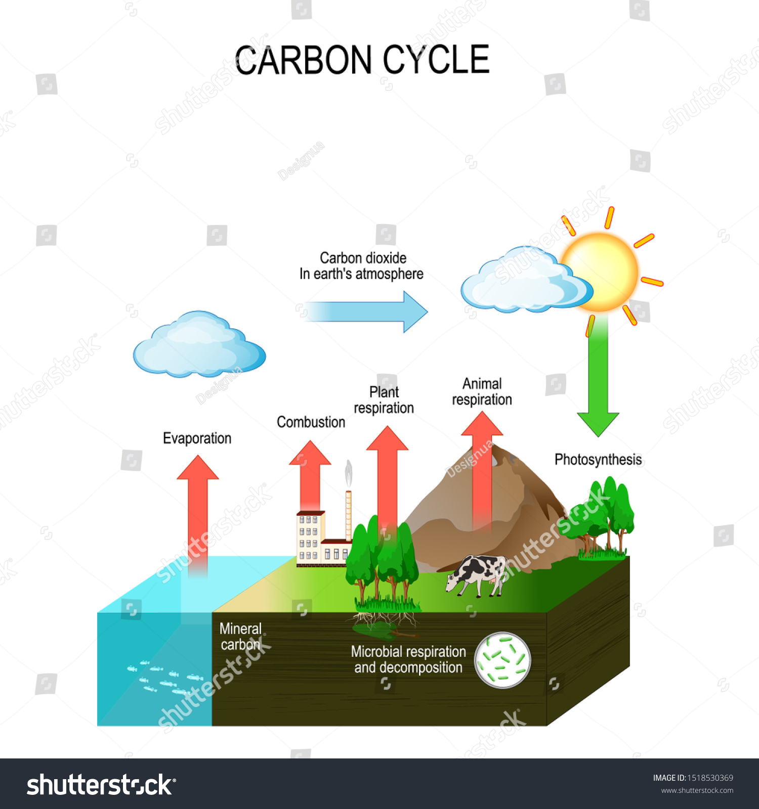 Carbon Cycle Carbon Path Atmosphere Into Stock Vector Royalty Free 1518530369