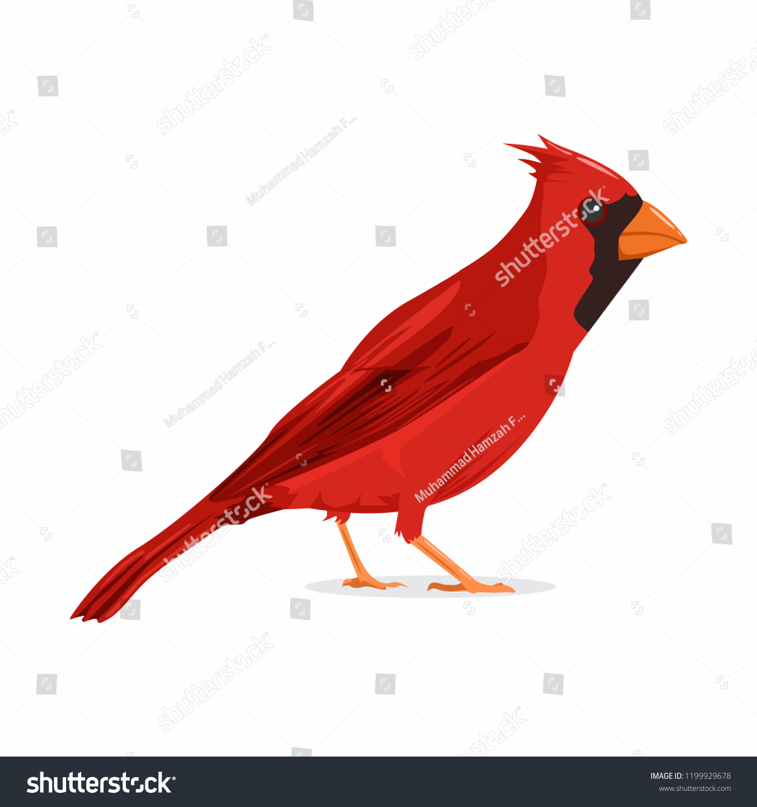 Cardinal Bird Vector Illustration Stock Vector (Royalty Free ...