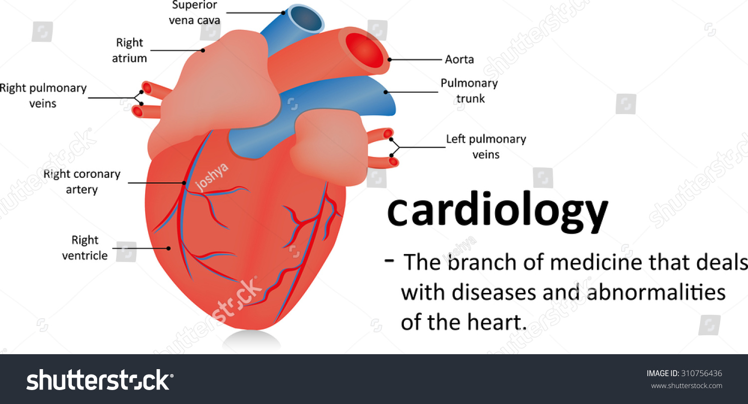 Cardiology Stock Vector (Royalty Free) 310756436 | Shutterstock