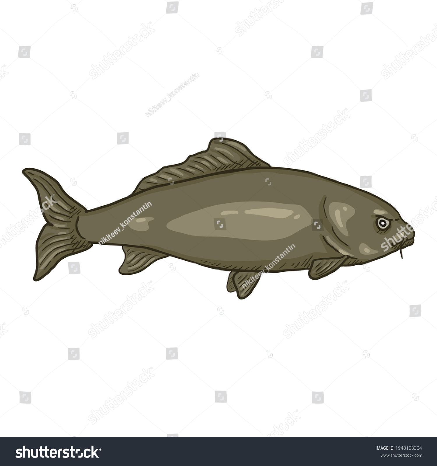 Carp Fish Cartoon Vector Illustration Side Stock Vector (Royalty Free ...