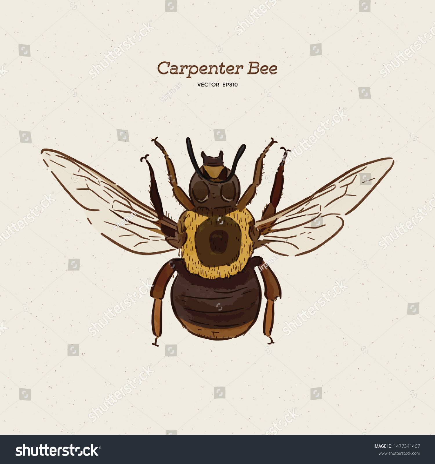 Carpenter Bee Vintage Engraved Illustration Vector Stock Vector ...