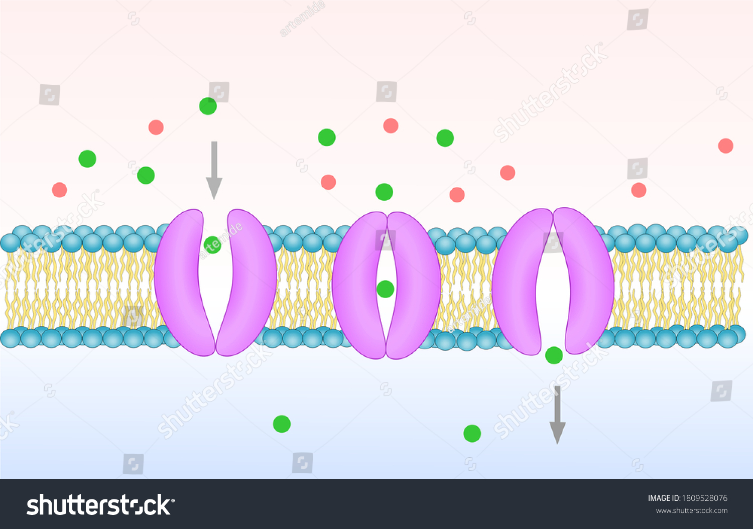Carrier Protein Facilitate Diffusion Cellular Membrane Stock Vector ...