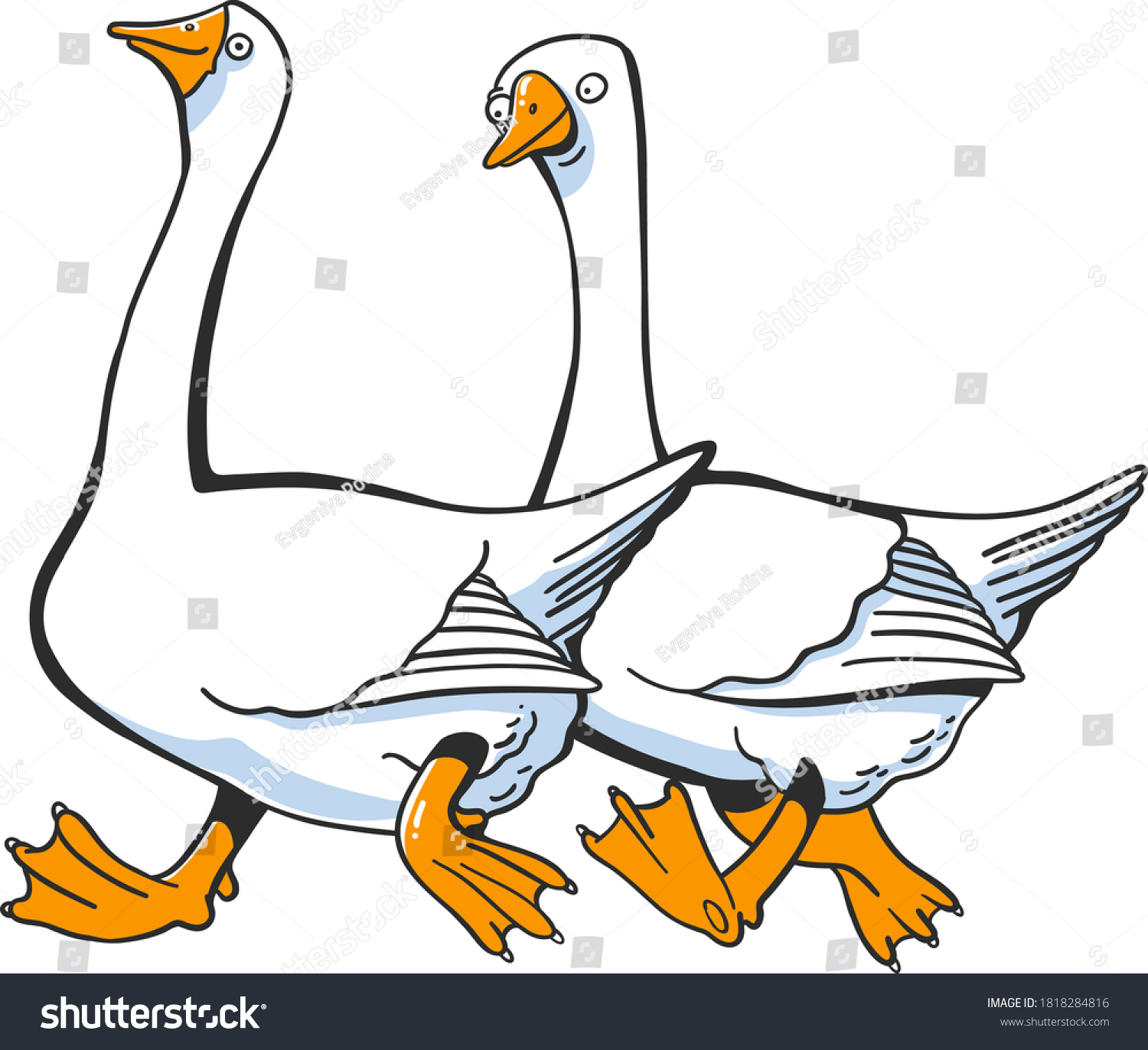 Cartoon Comic Geese On White Background: เวกเตอร์สต็อก (ปลอดค่า ...