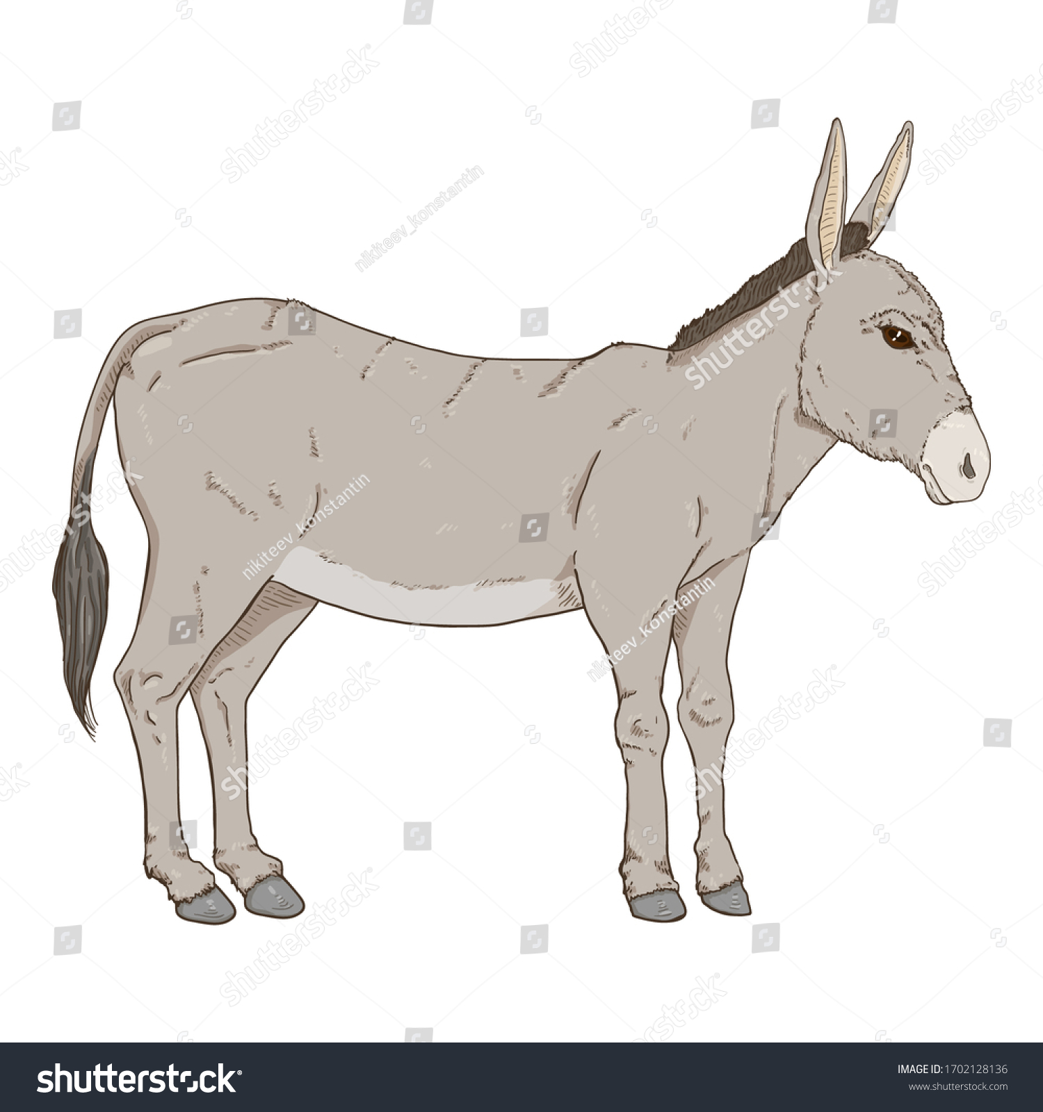 Dessin d'âne gris. Image Vectorielle Illustration : image vectorielle ...