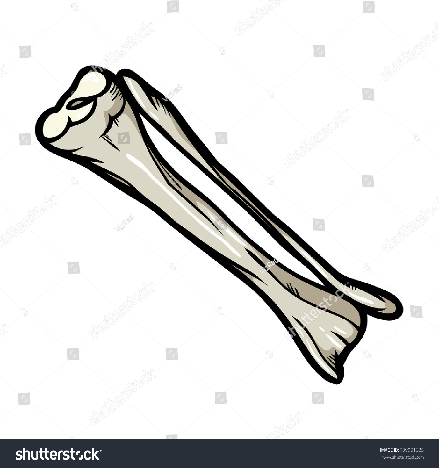 Cartoon Icon Tibia Isolated On White Stock Vector (Royalty Free ...