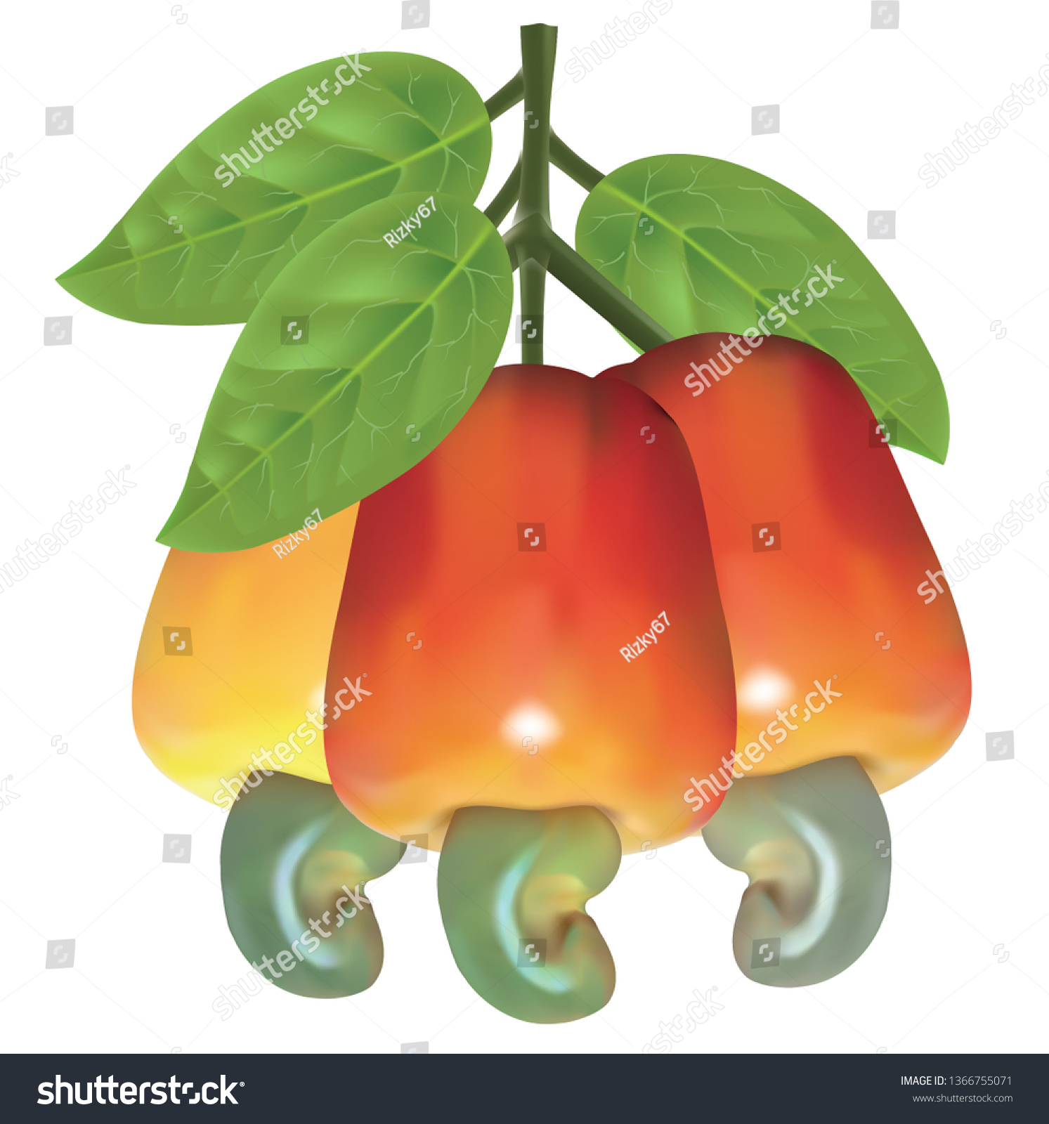 Cashew Fruit Vector Realistic Stock Vector (Royalty Free) 1366755071 ...