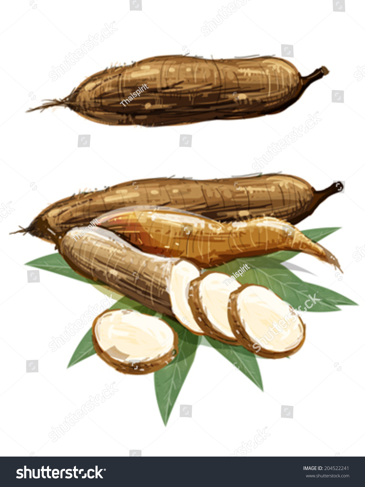 Cassava Stock Vector Illustration 204522241 : Shutterstock