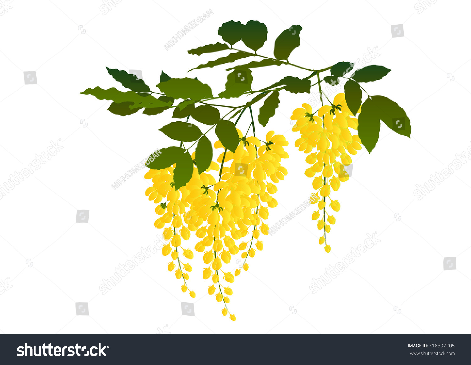 Cassia Fistula Flowerblossoming Acacia Leaf Isolated Stock Vector Royalty Free 716307205