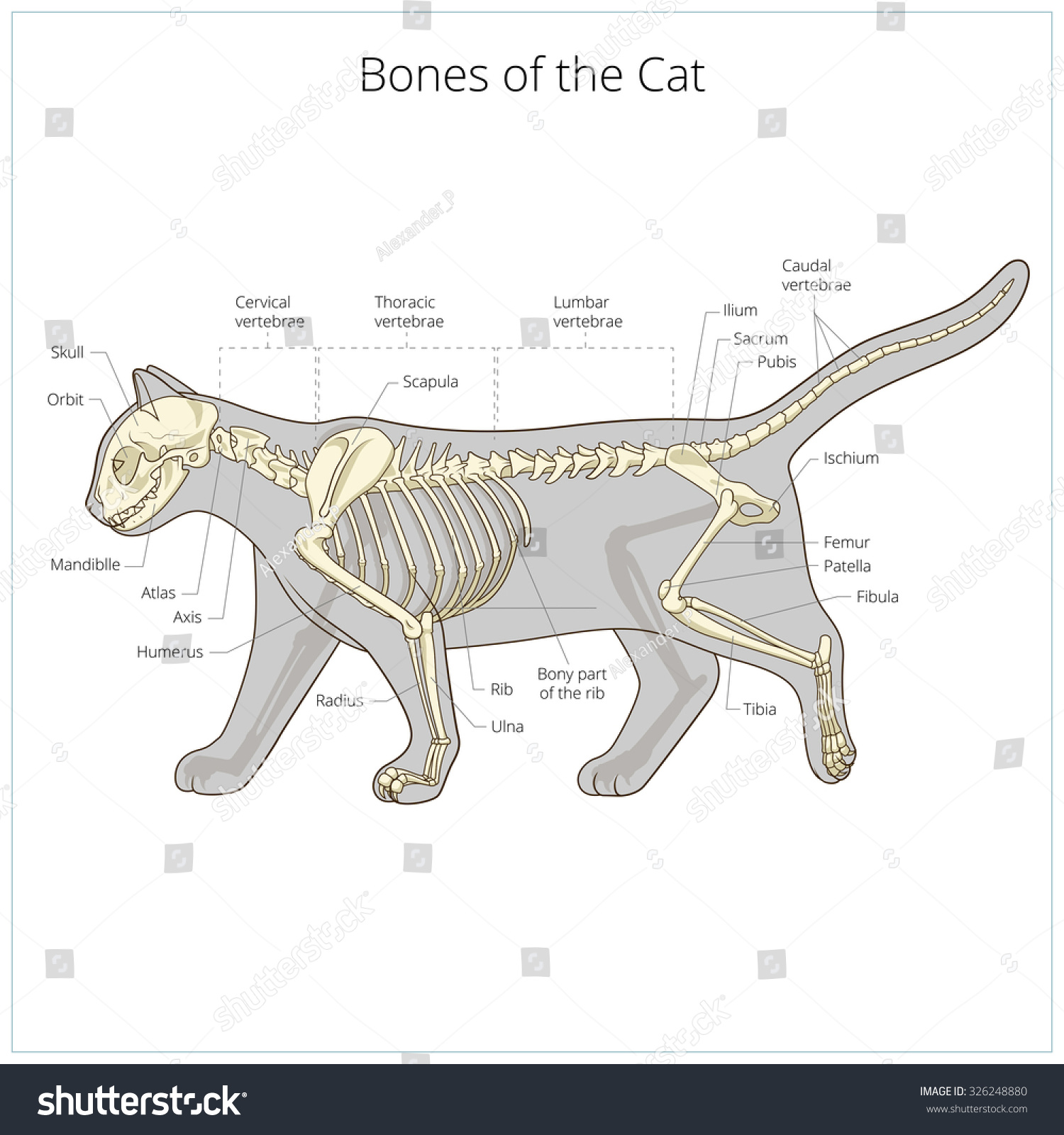 Cat Skeleton Veterinary Vector Illustration Cat Stock Vector (Royalty ...