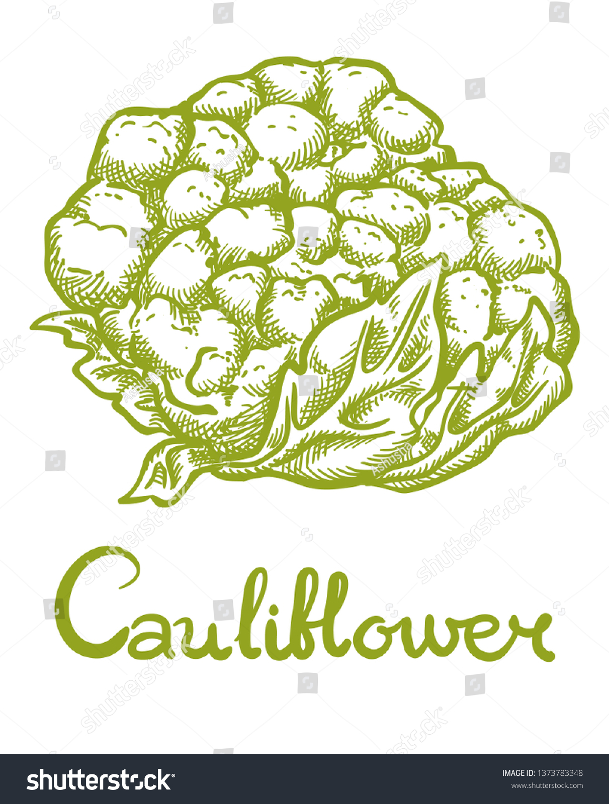 Cauliflower Vector Sketch Hand Drawing Stock Vector (Royalty Free ...
