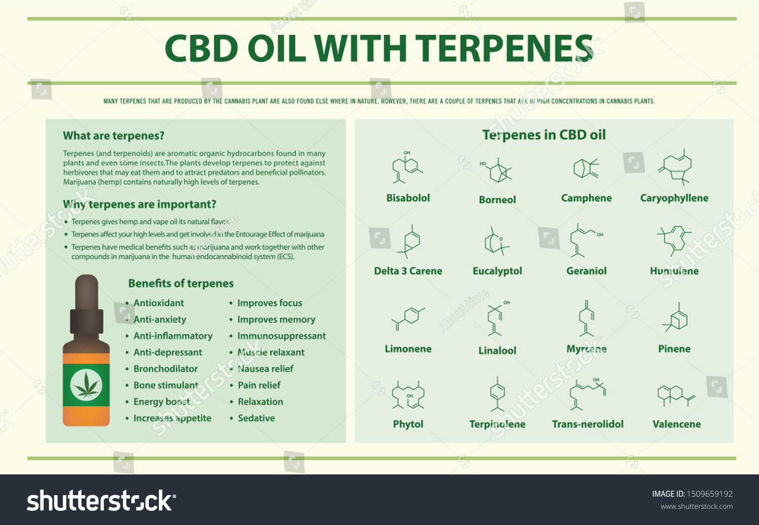 Cbd Oil Terpenes Horizontal Infographic Illustration Stock Vector ... Cbd Oil Terpenes Horizontal Infographic Illustration Stock Vector ...