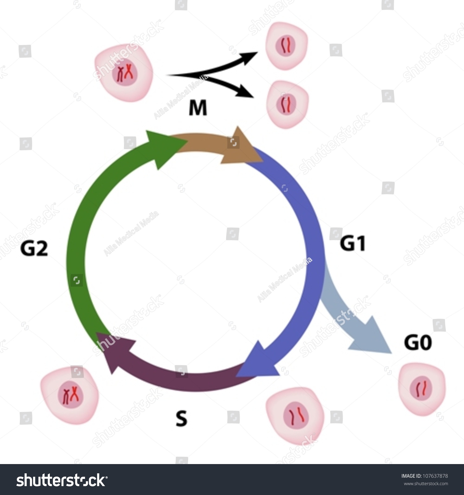 Cell Cycle Diagram Stock Vector (Royalty Free) 107637878 - Shutterstock