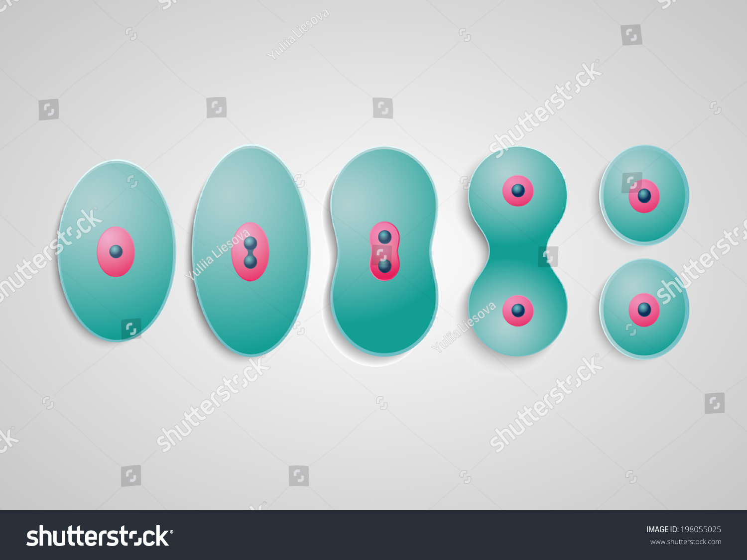 Cell Division Different Stages Stock Vector (Royalty Free) 198055025 ...