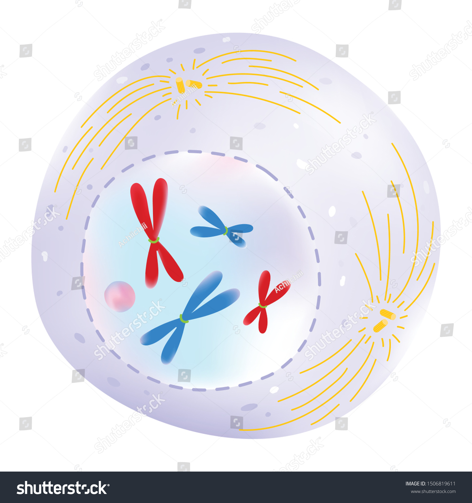 Cell Growth Division Prophase Stock Vector (Royalty Free) 1506819611 ...