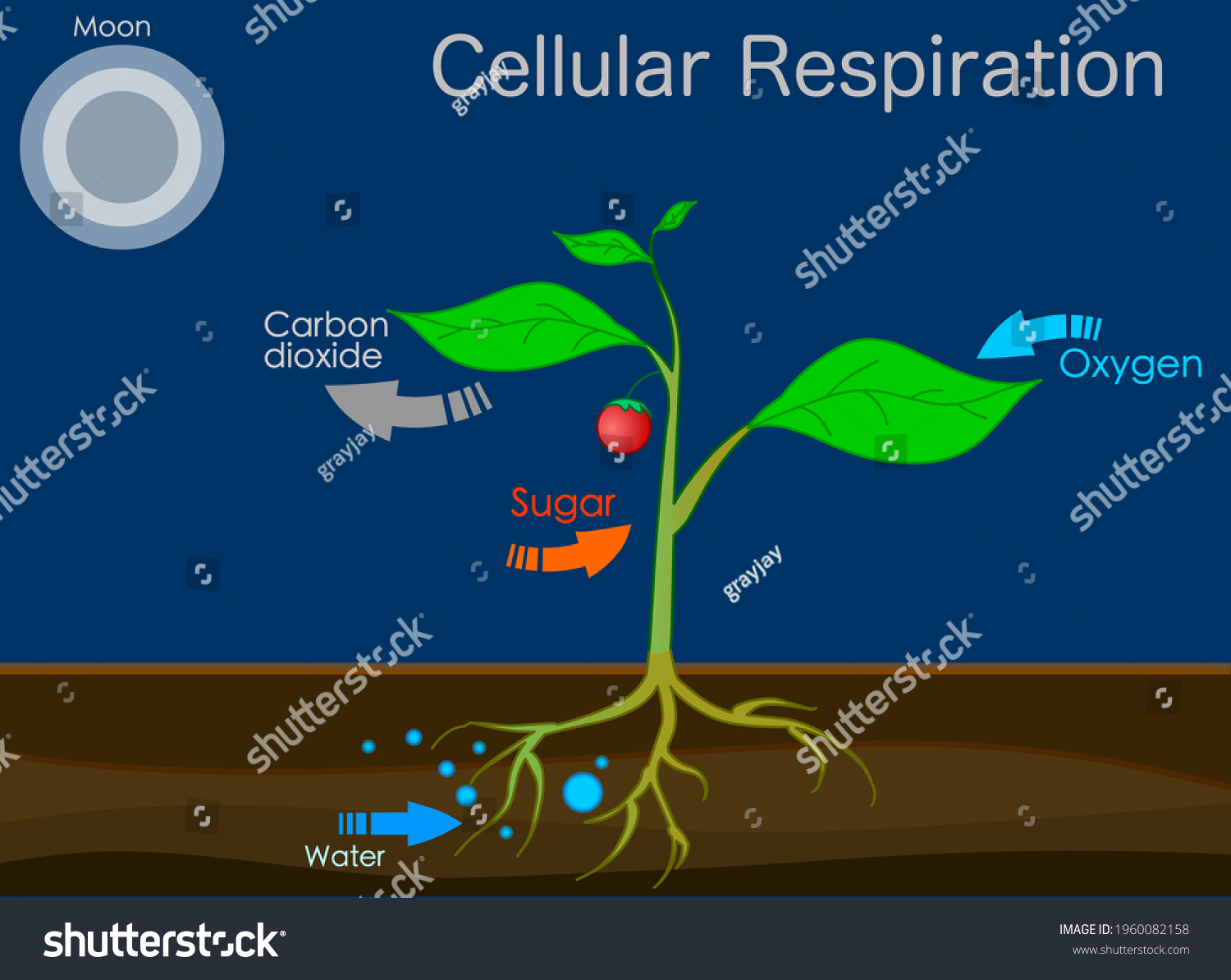 Cellular Respiration Plants Night Opposite Photosynthesis Stock Vector My Xxx Hot Girl