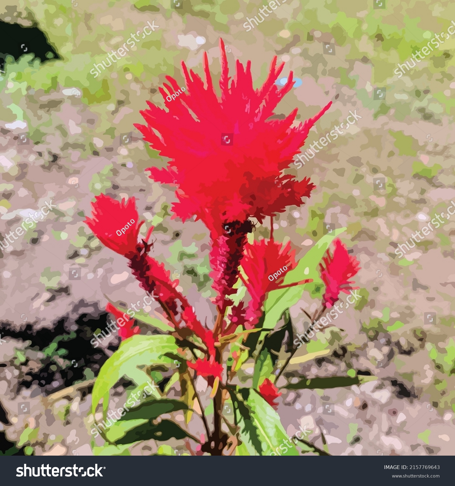Celosia Cristata Flower Vector Illustration Template Stock Vector ...