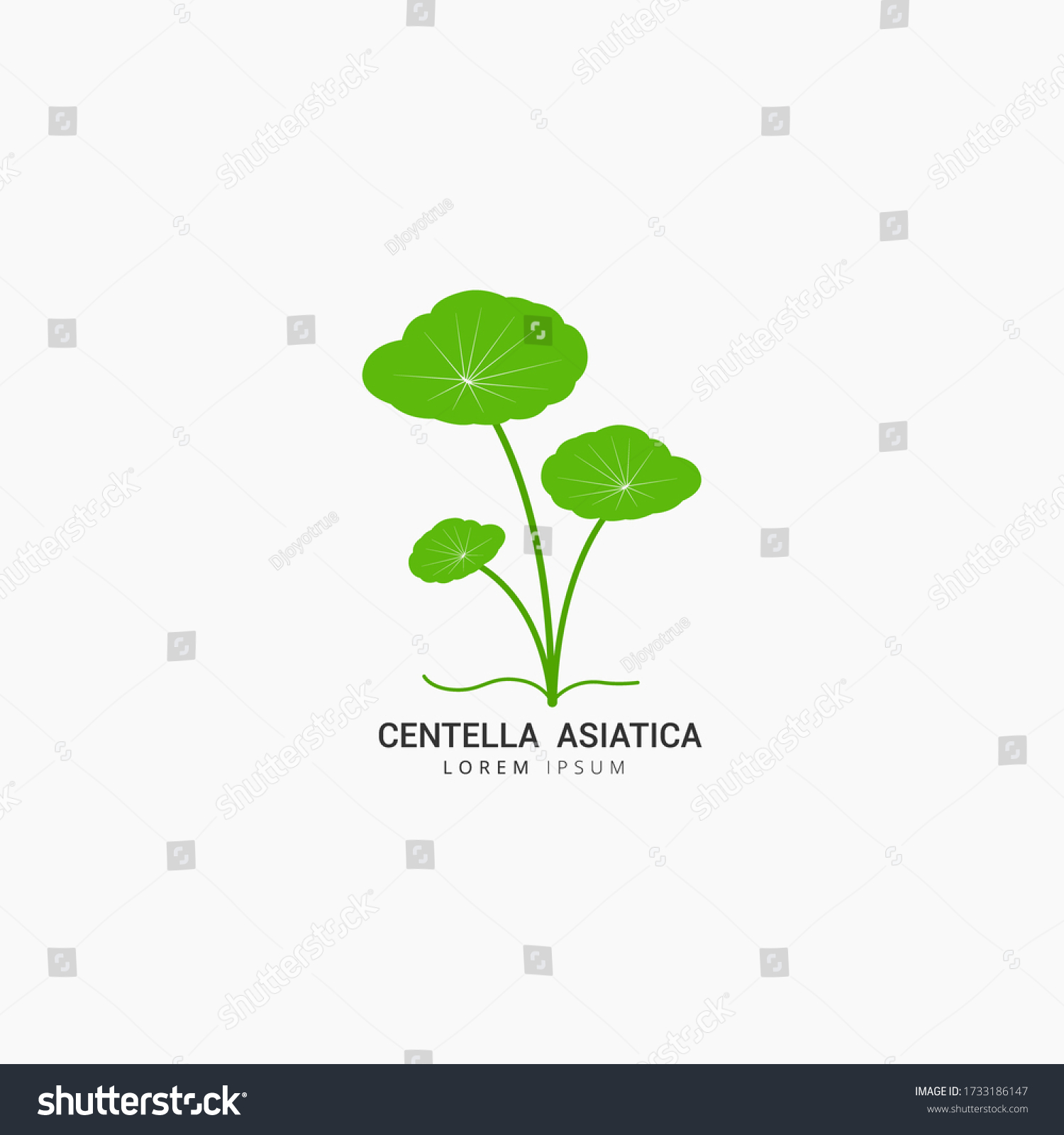 Centella Asiatica Icon Logo Vector Design Stock Vector (Royalty Free ...