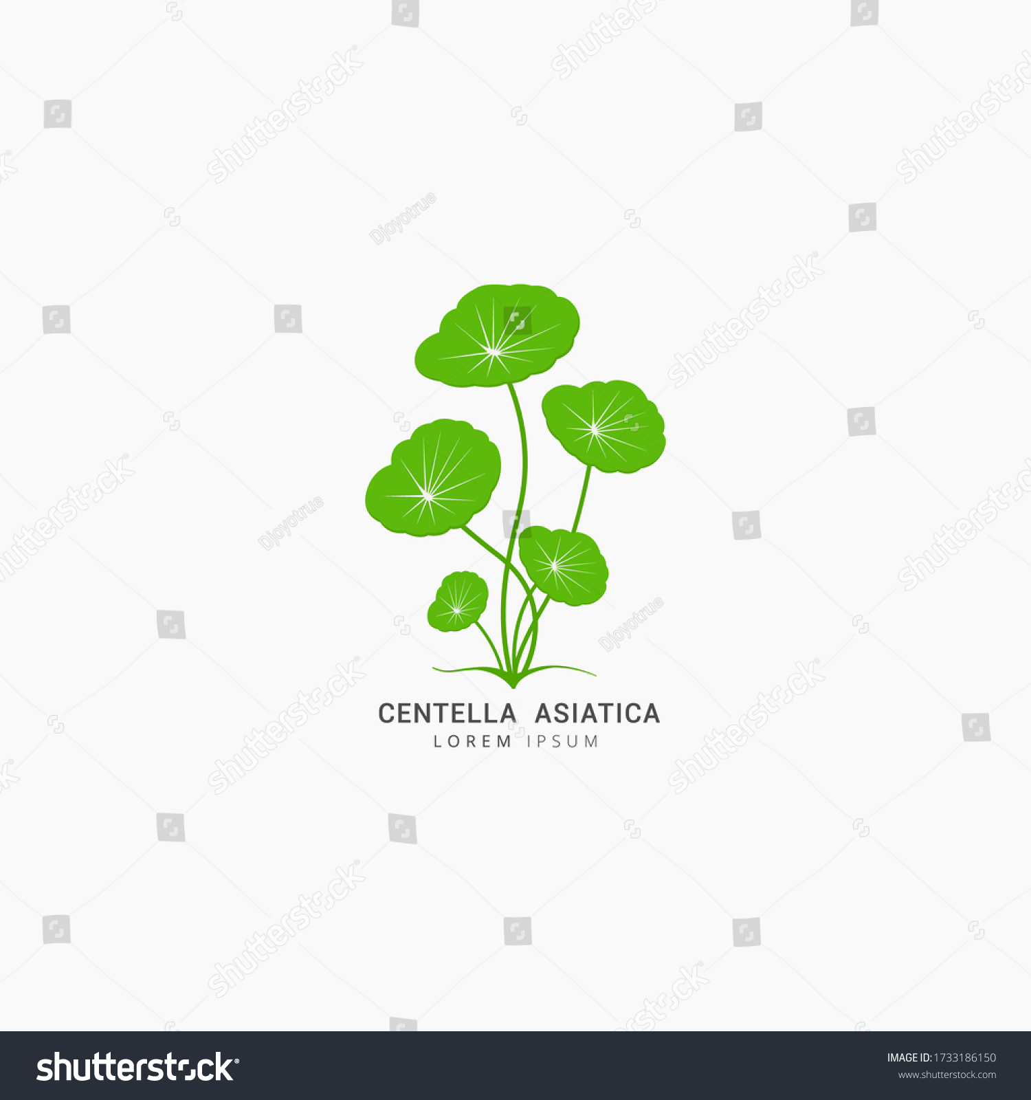 Centella Asiatica Icon Logo Vector Design Stock Vector (Royalty Free ...