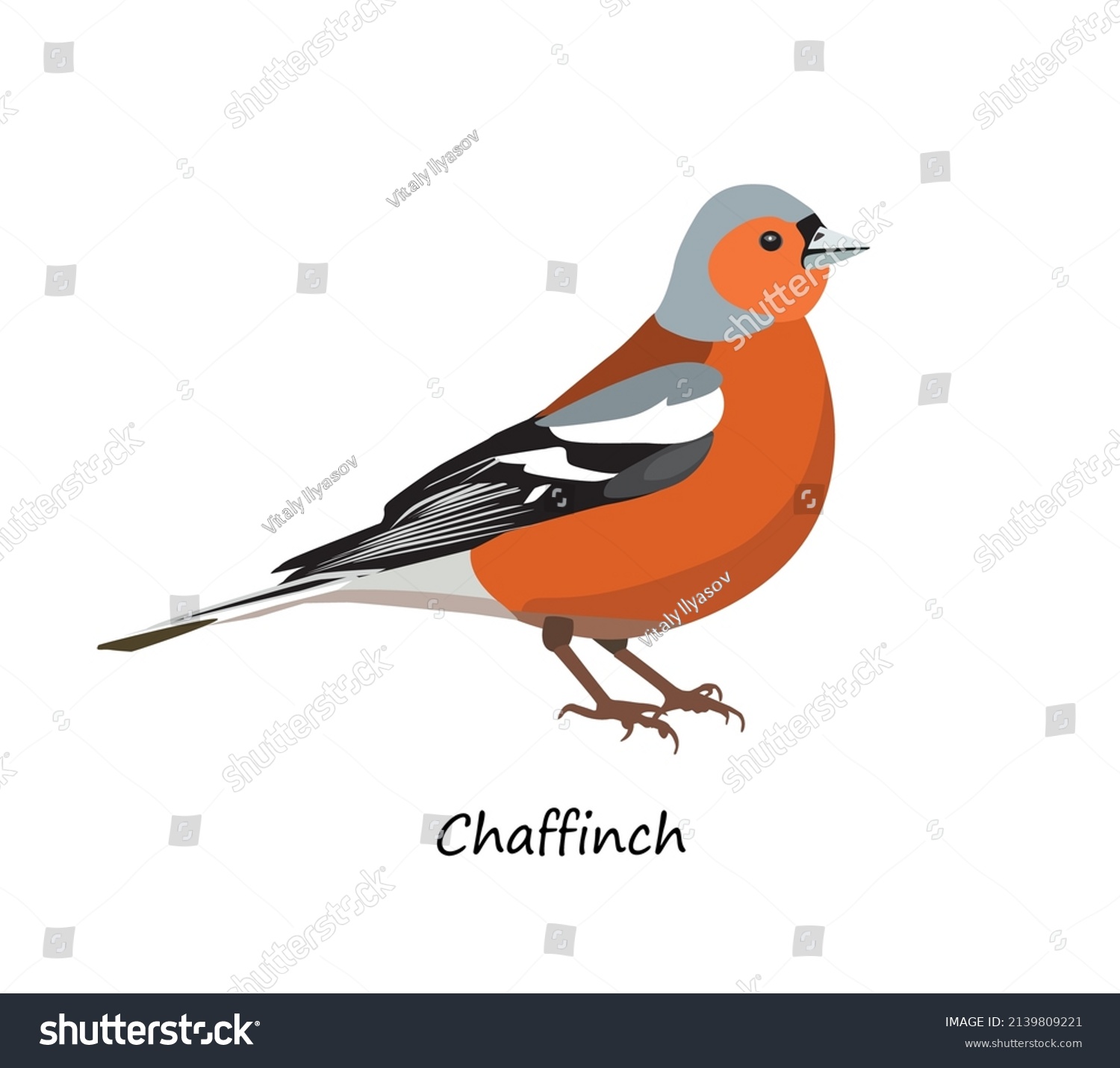 6,386 Common chaffinch Images, Stock Photos & Vectors | Shutterstock