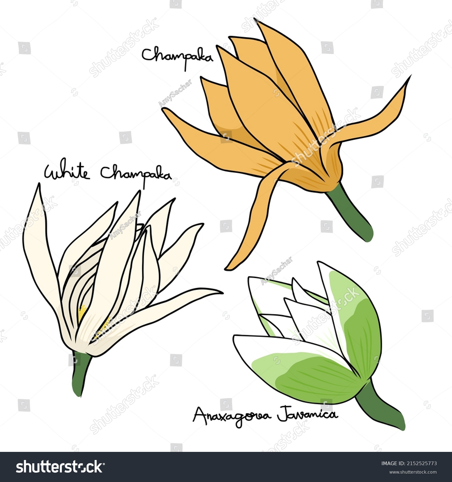 1,593 Champaca flowers Images, Stock Photos & Vectors | Shutterstock