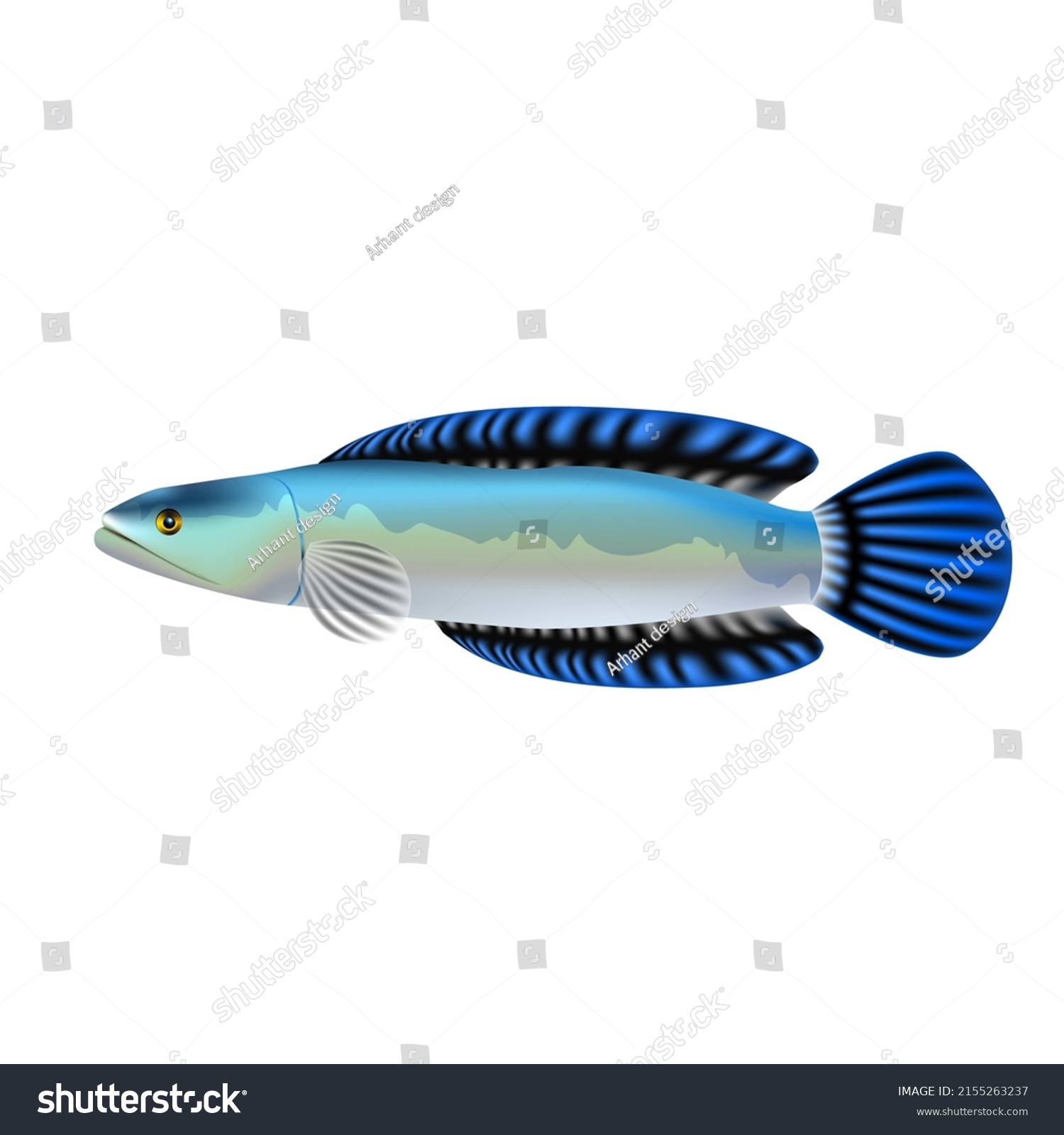 Channa Fish Snakeheads Fish Vector Illustration Stock Vector (Royalty ...