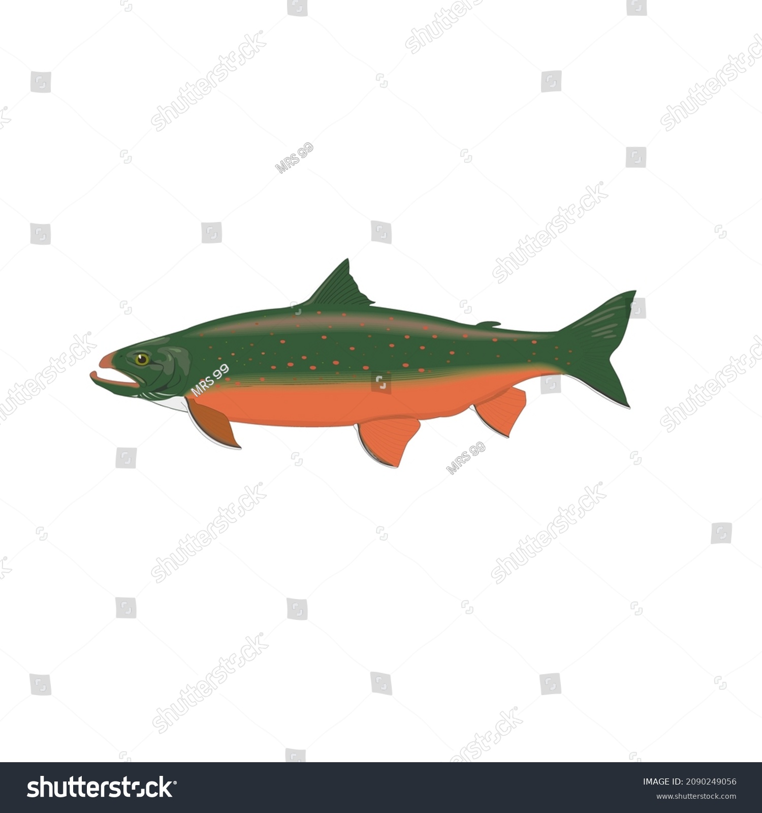 Char Fish Vector Drawing Illustration Stock Vector (Royalty Free ...