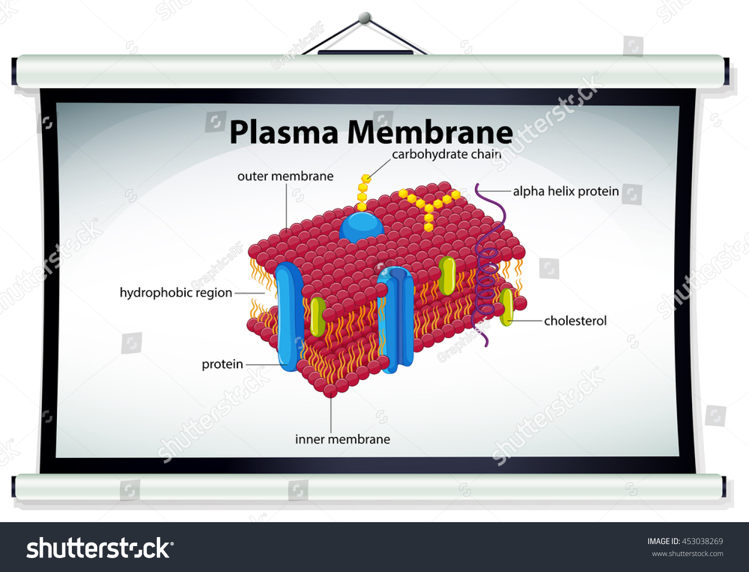 Chart Showing Plasma Membrane Illustration Stock Vector (Royalty Free ...