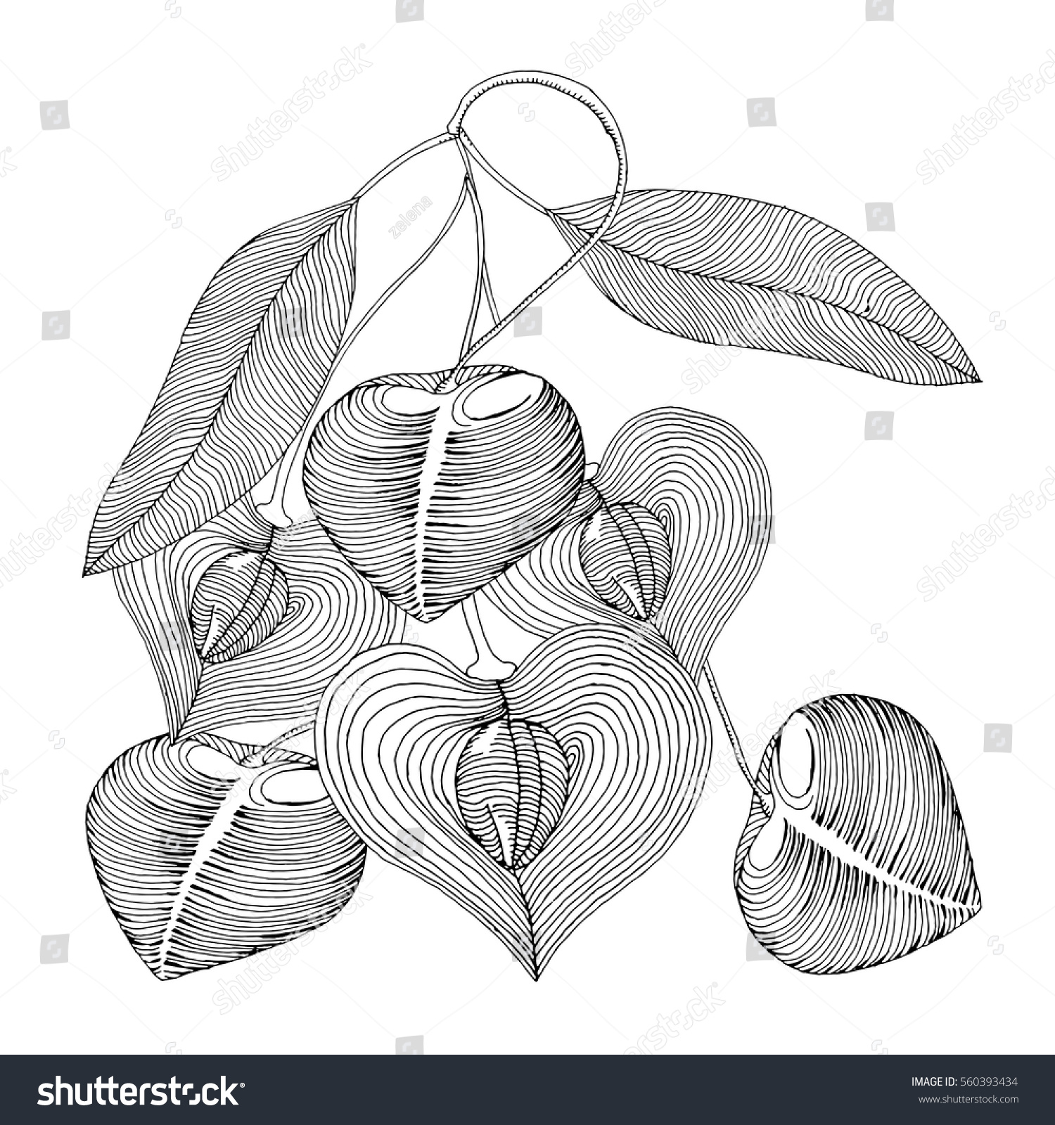 Cherry Bunch Illustration Label Stock Vector (Royalty Free) 560393434