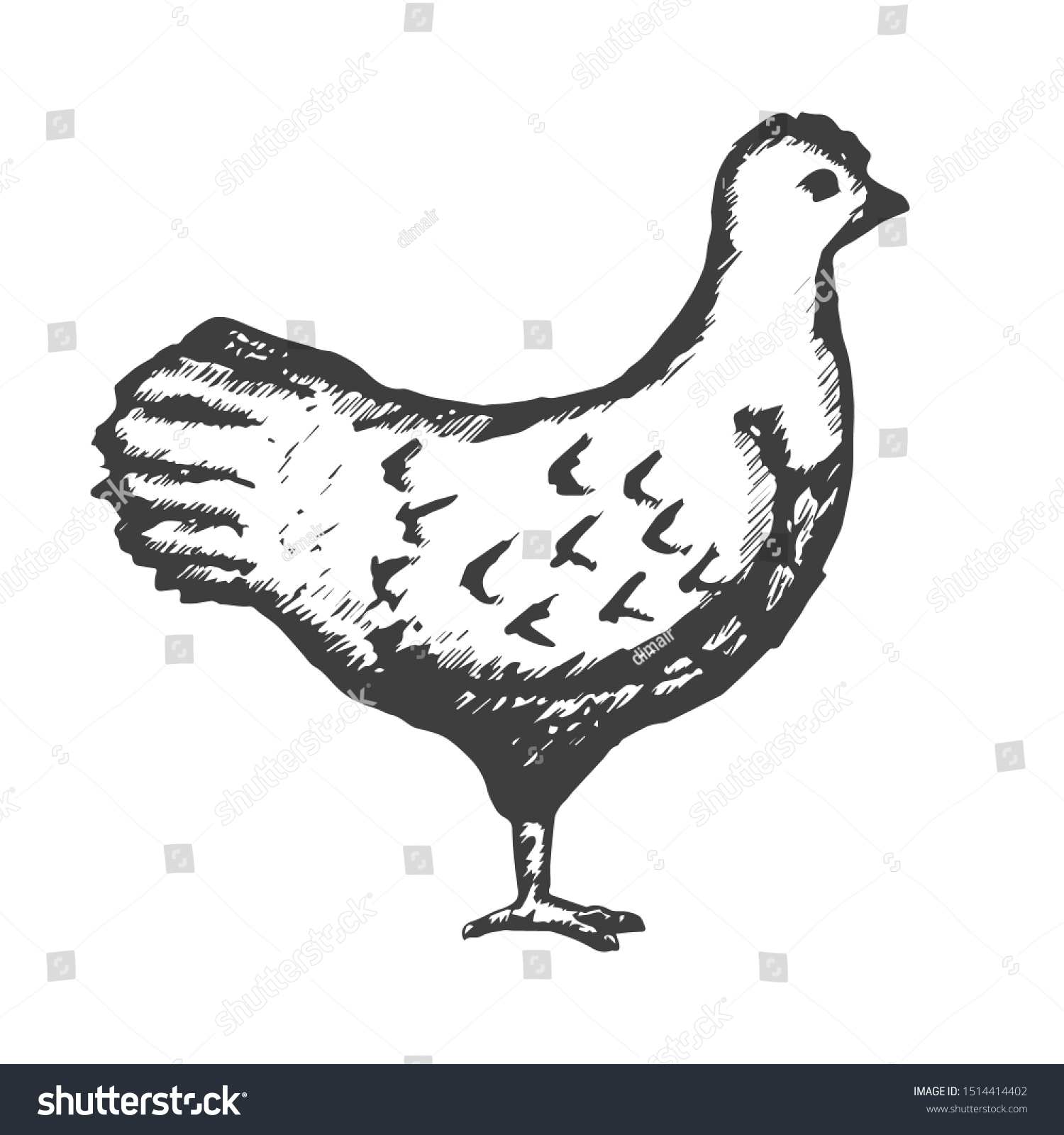Chicken Hand Drawn On White Background Stock Vector (Royalty Free ...