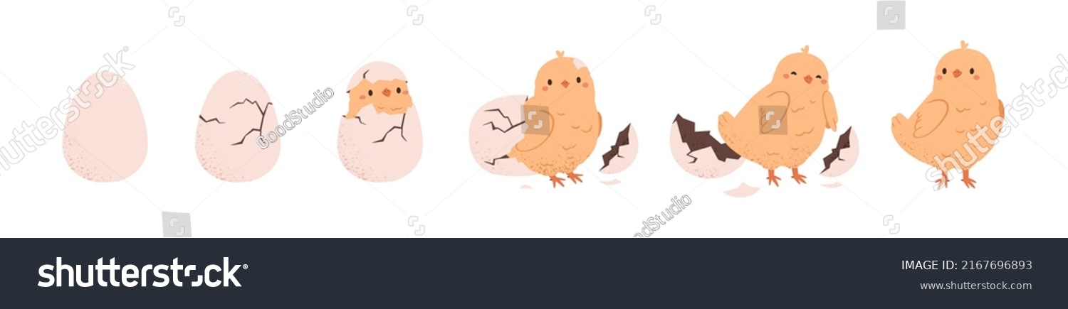 Chicken Hatching Egg Stages Breaking Shell Stock Vector (Royalty Free ...