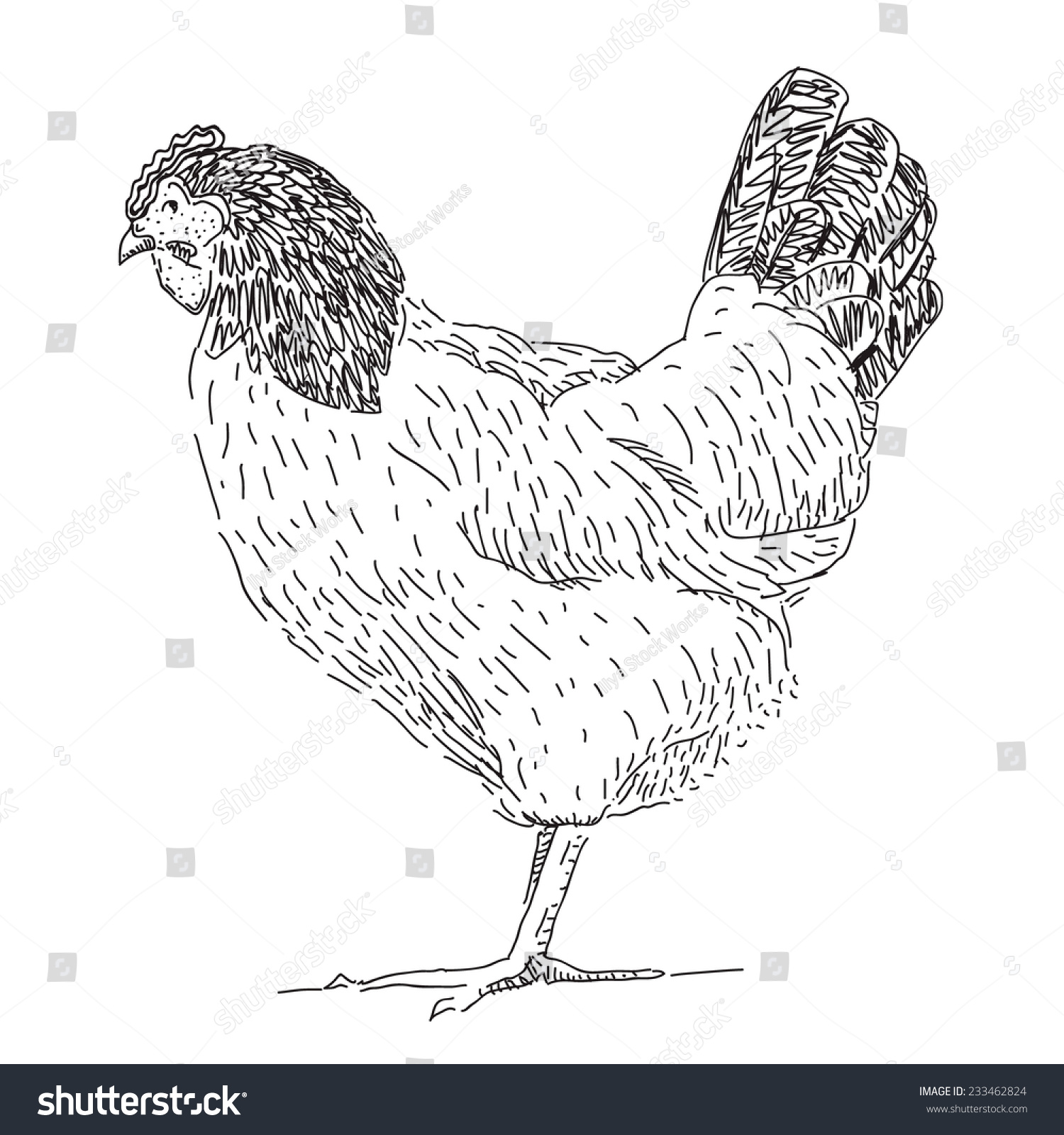 Chicken Vector Drawing Isolated On White Stock Vector (Royalty Free ...