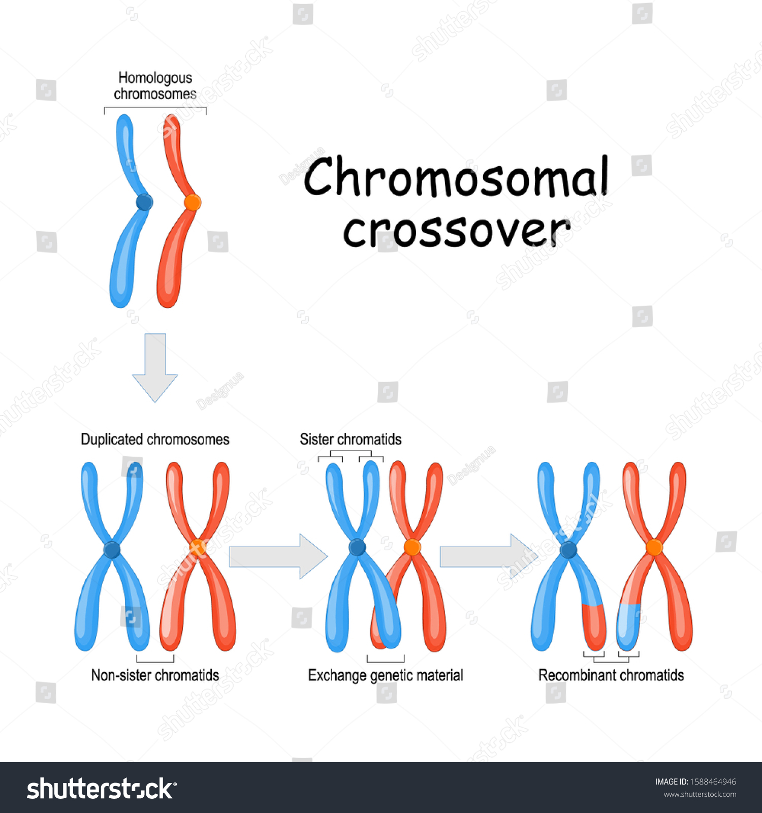 Cruce cromosómica. cromosomas homólogos maternos y: vector de stock ... Cruce cromosómica. cromosomas homólogos maternos y: vector de stock ...