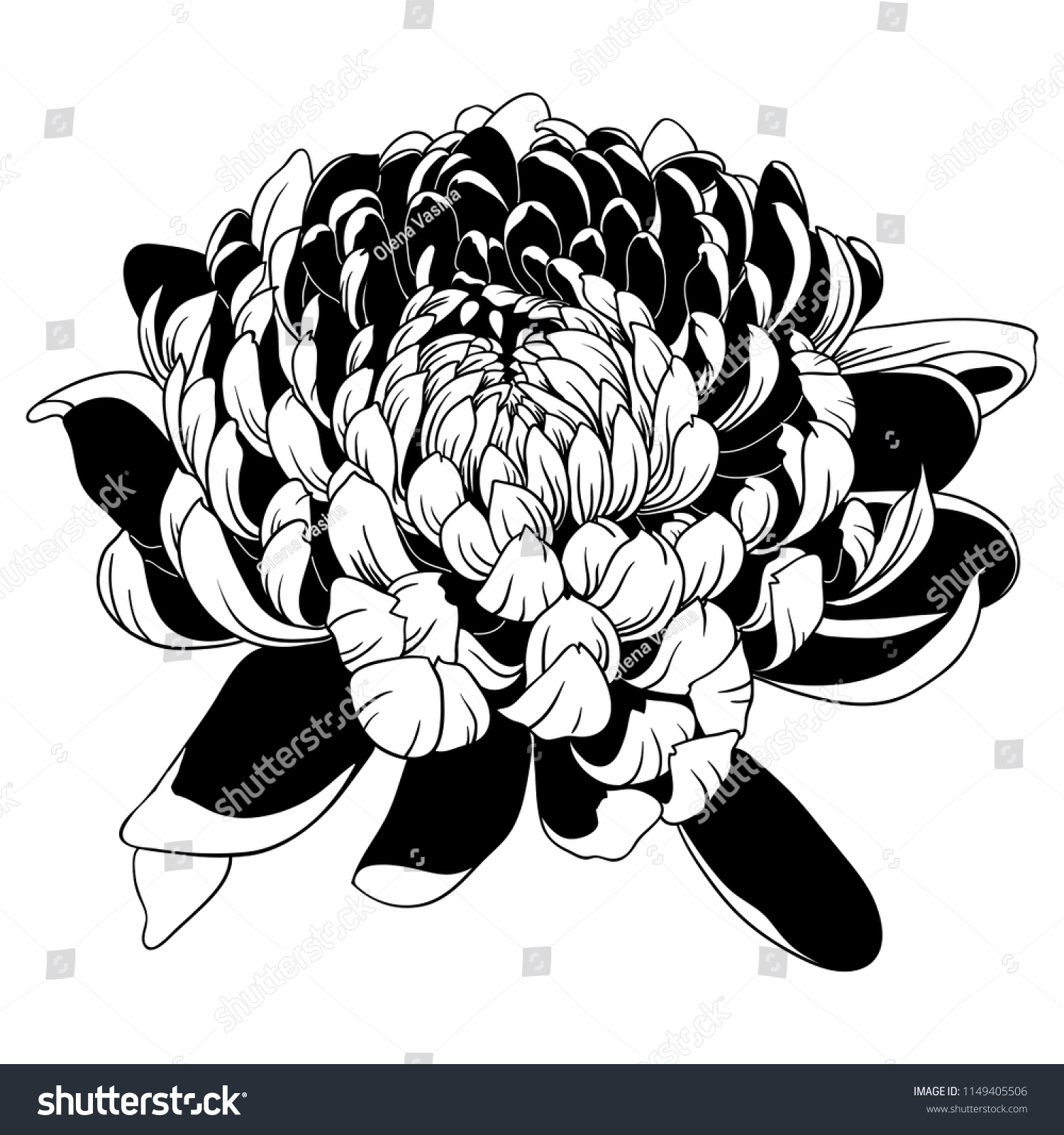 Chrysanthemum Vector Line Drawing Stock Vector (Royalty Free ...