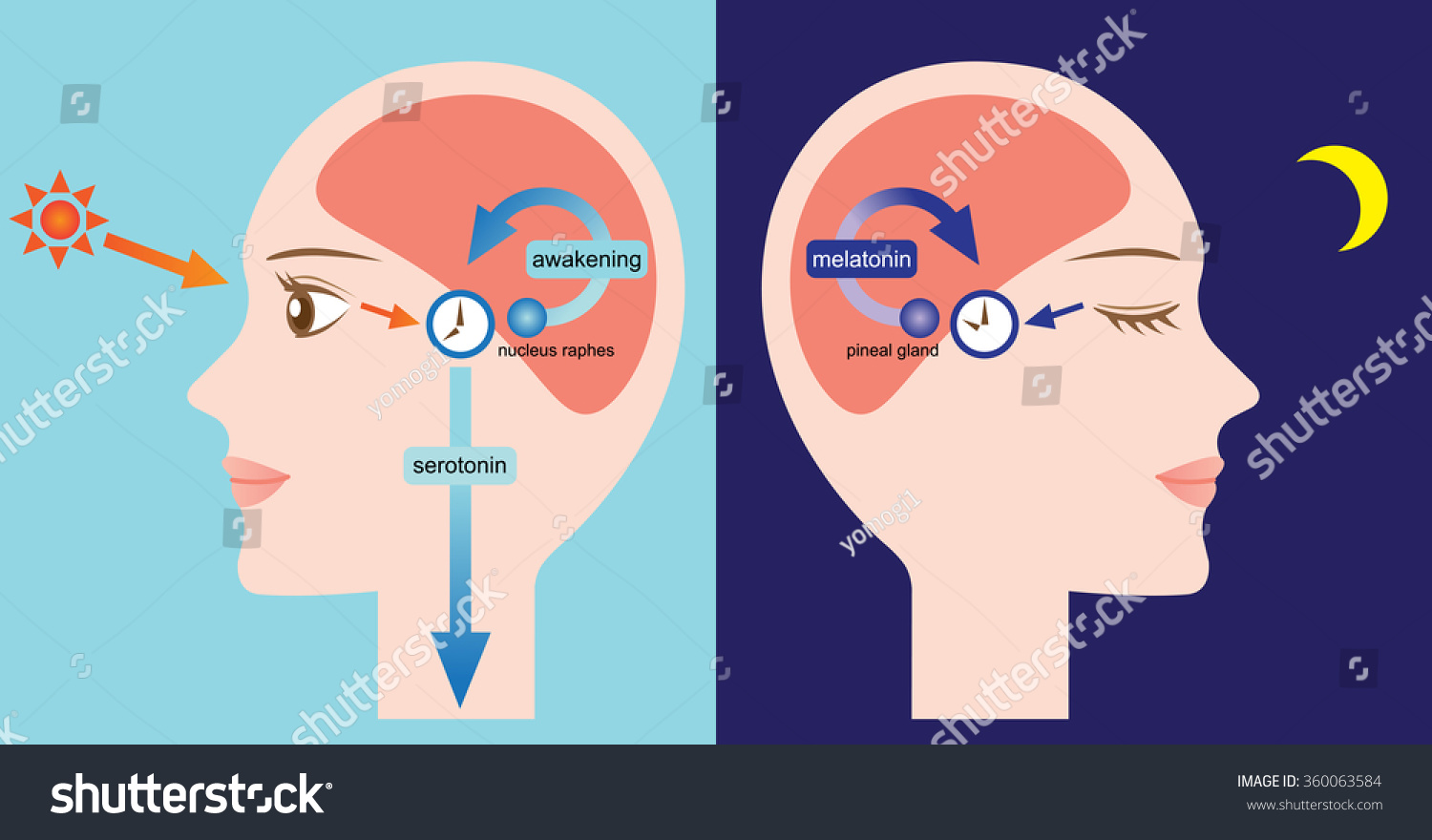 Circadian Rhythm Cartoon