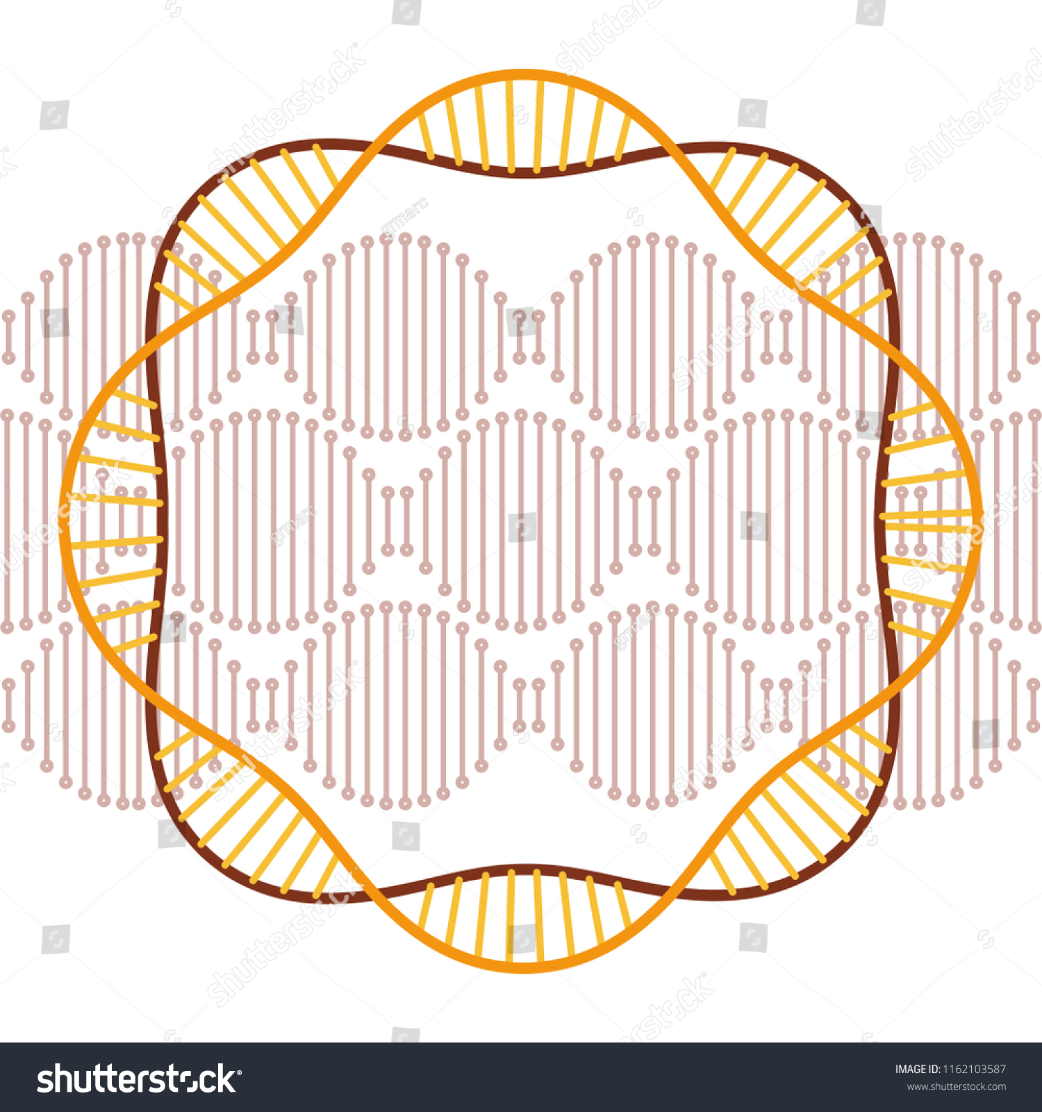Circular Dna Chain Science Icon Stock Vector (Royalty Free) 1162103587 ...
