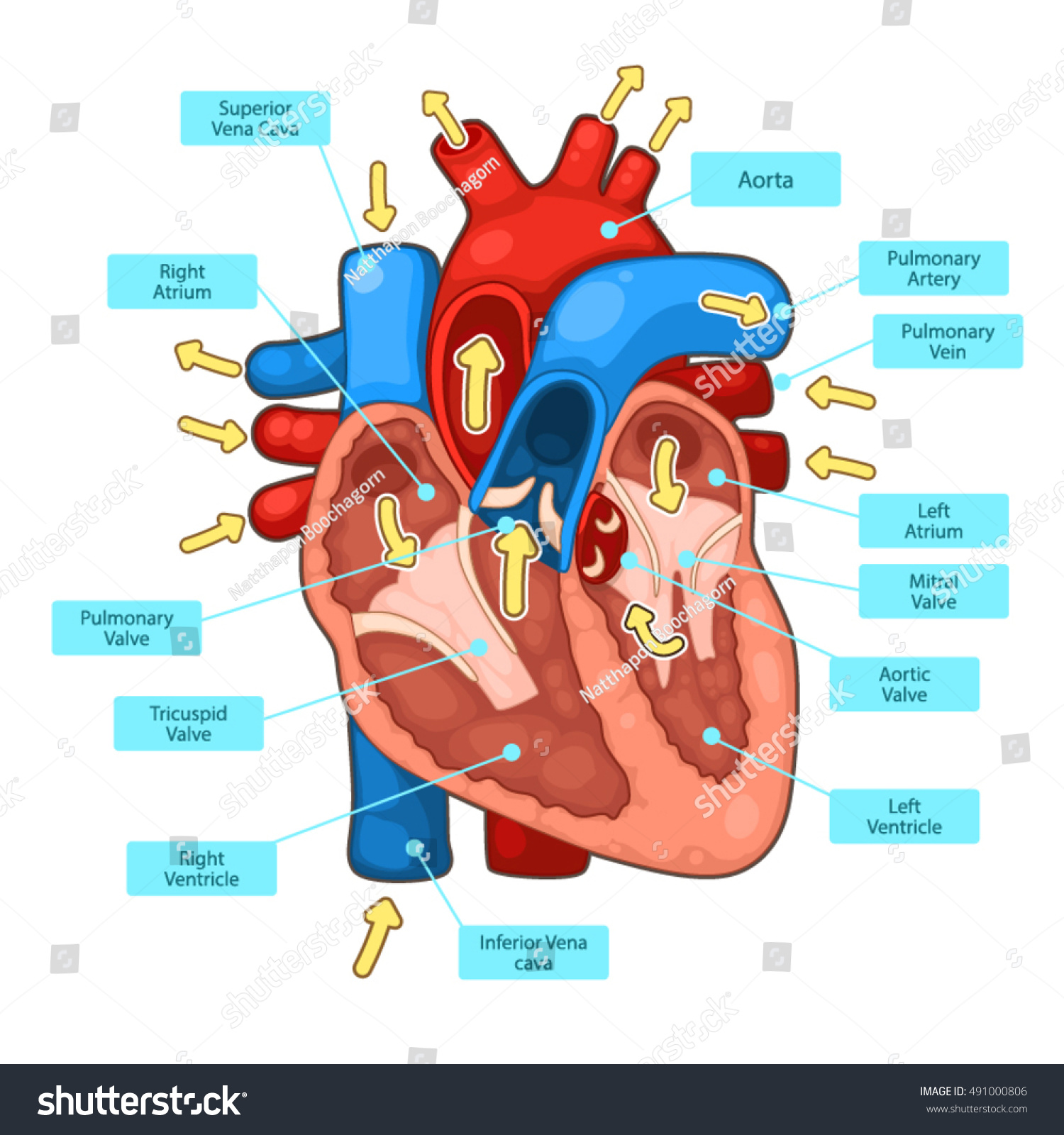 Circulatory System Info Graphic Stock Vector (Royalty Free) 491000806 ...