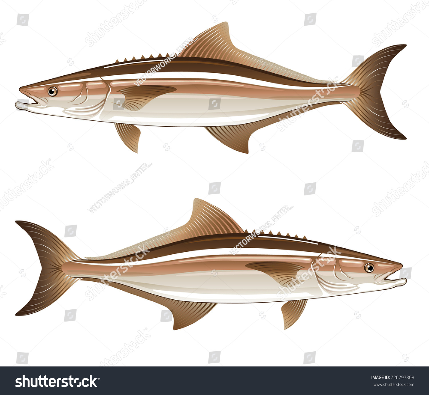 Cobia Game Fish Vector Illustration: Vector có sẵn (miễn phí bản quyền ...