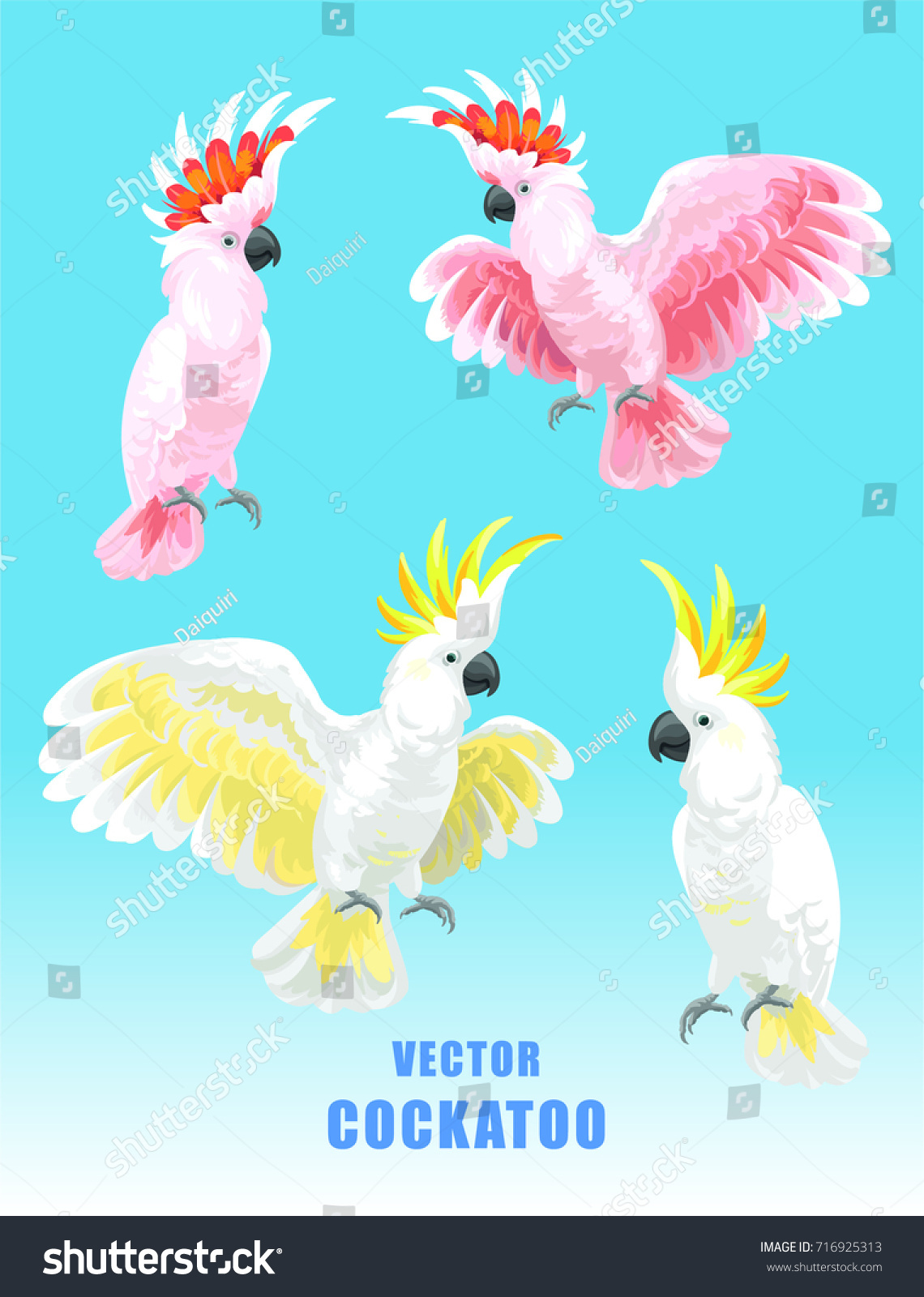 Cockatoo Set Vector Isolated Elements On Stock Vector (Royalty Free ...