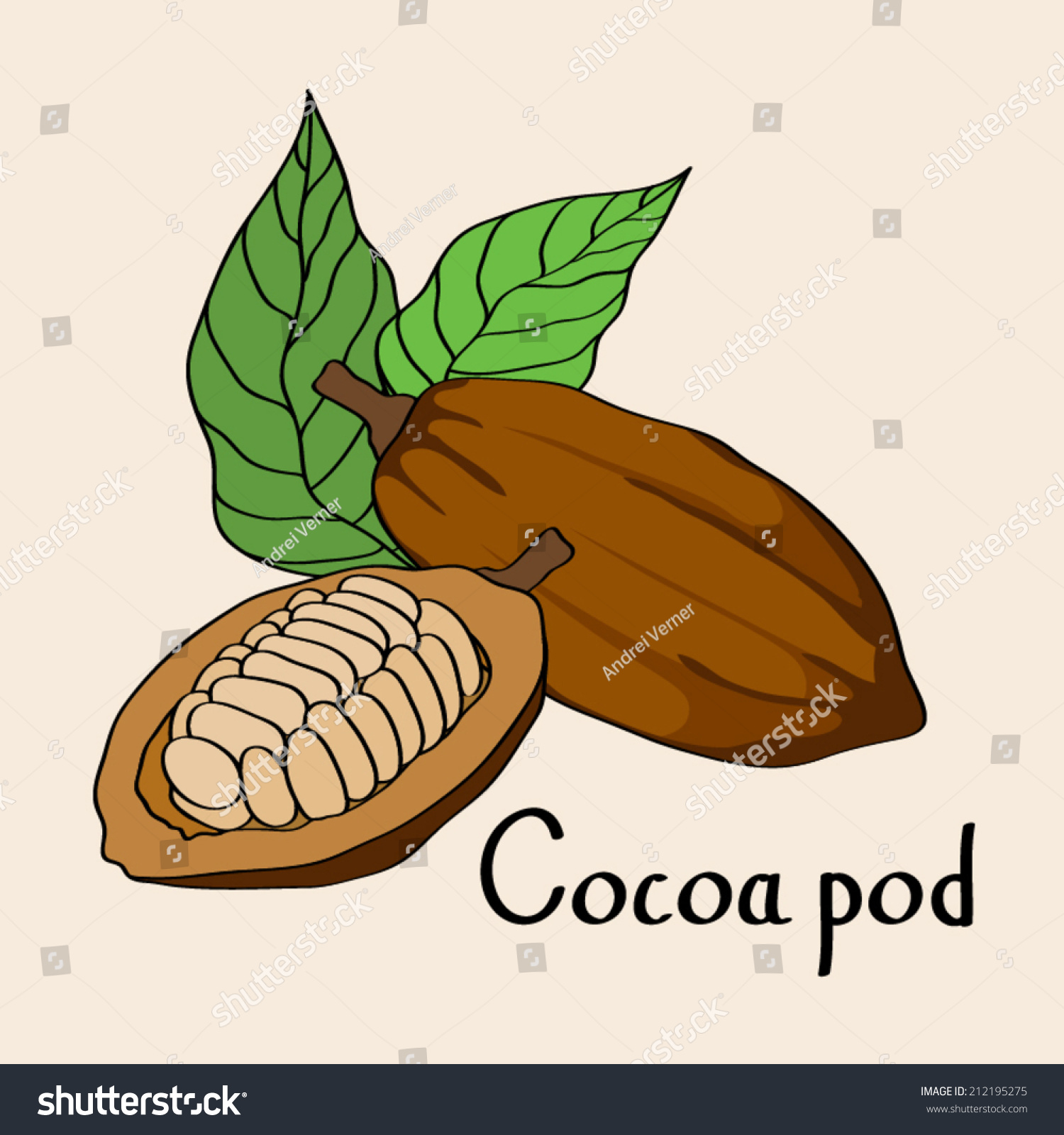 Cocoa Pod Doodle Vector Illustration 库存矢量图（免版税）212195275 | Shutterstock