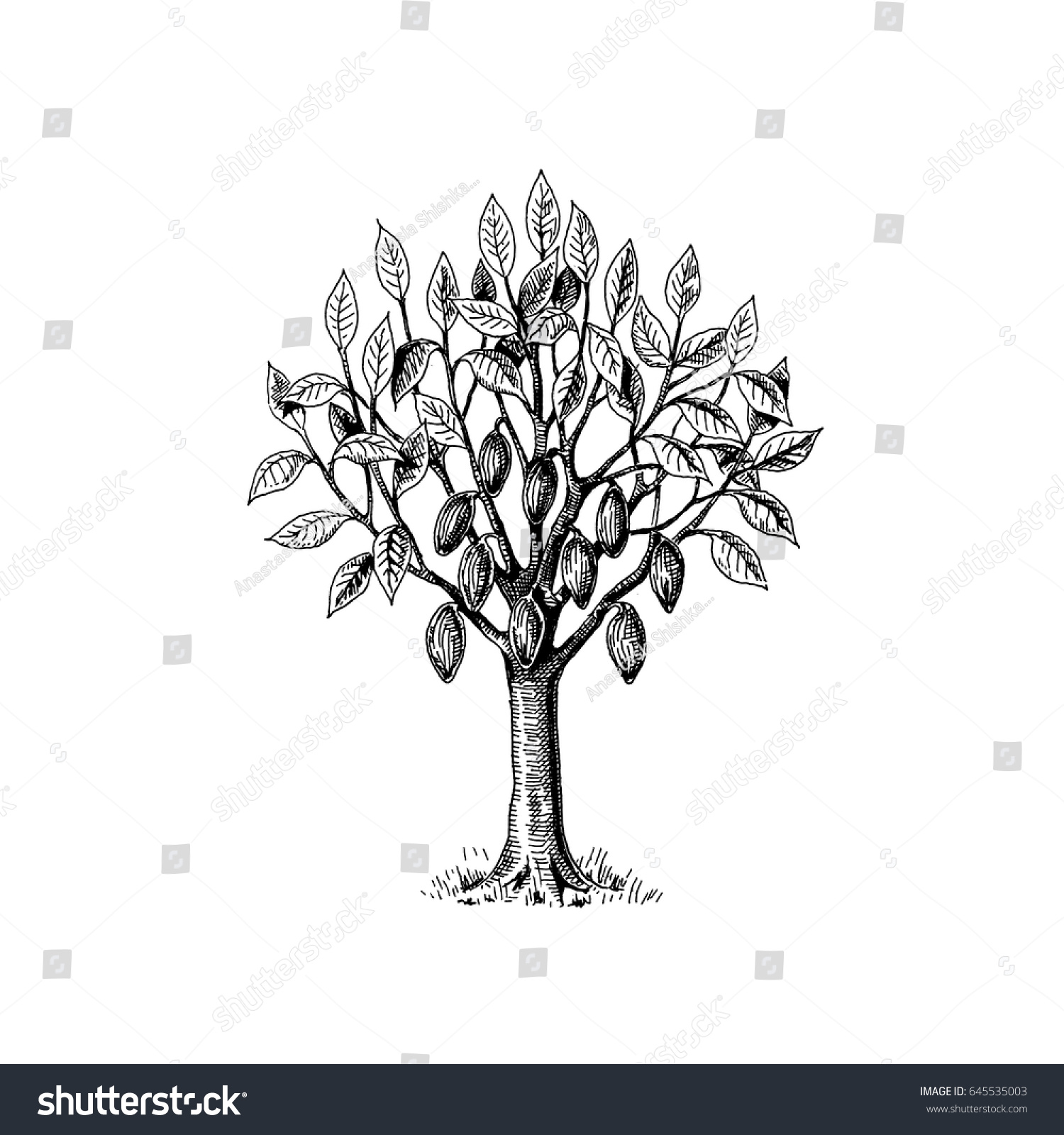 54,710 Cocoa trees Images, Stock Photos & Vectors | Shutterstock