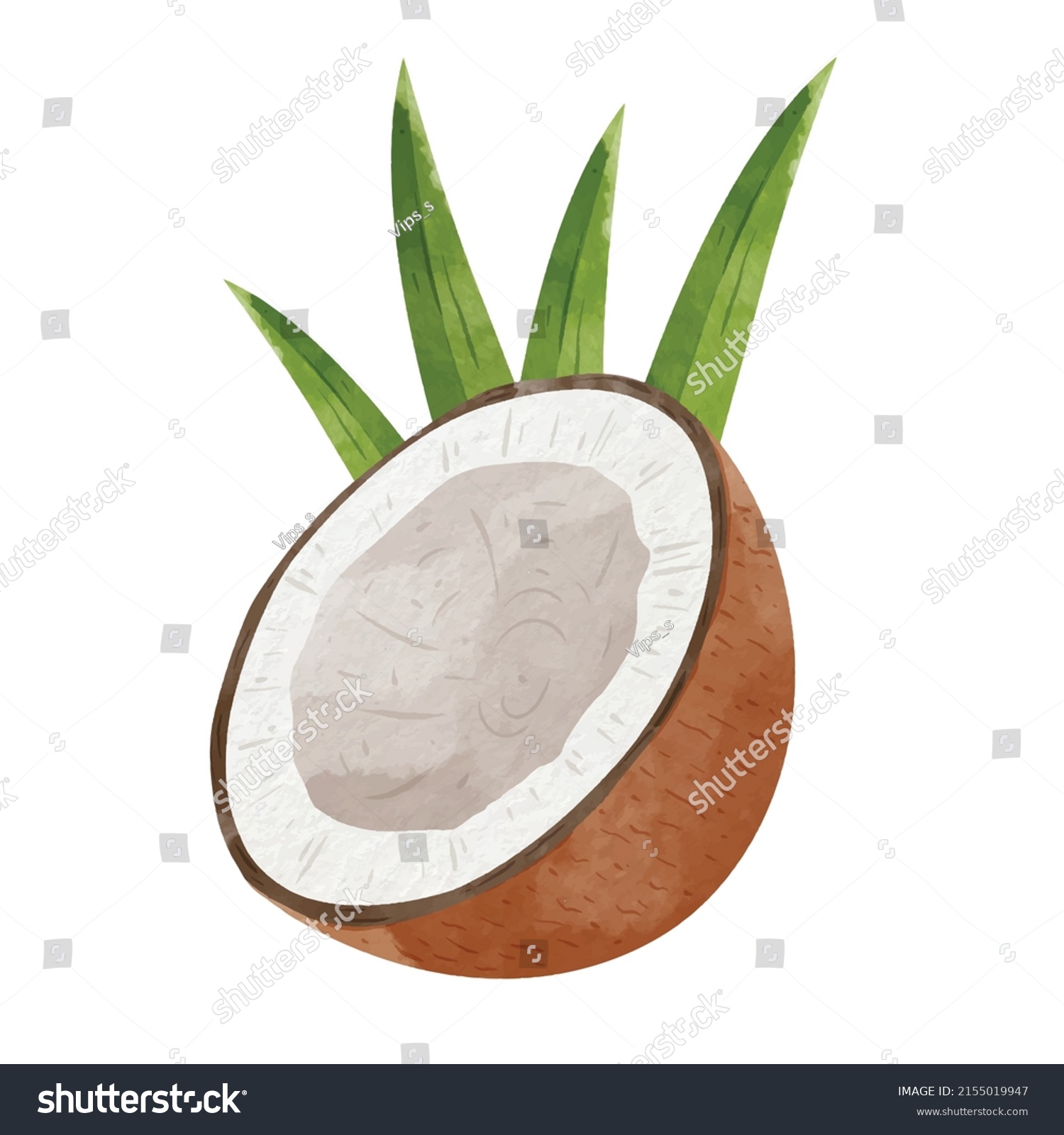 Coconut Design Elements Watercolour Style Vector Stock Vector (Royalty ...