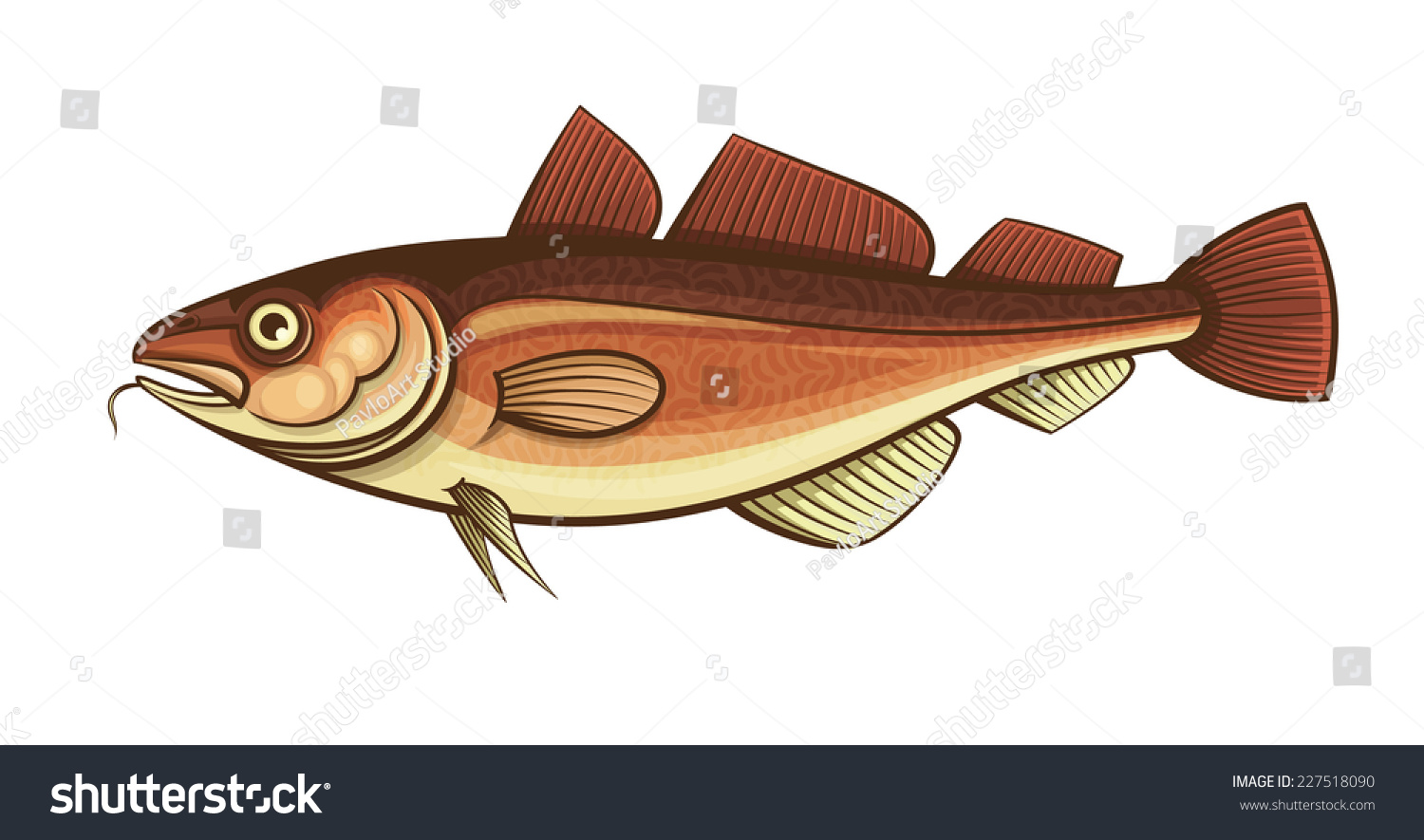 Cod Fish Color Engraving Vector Illustration Stock Vector (Royalty Free ...