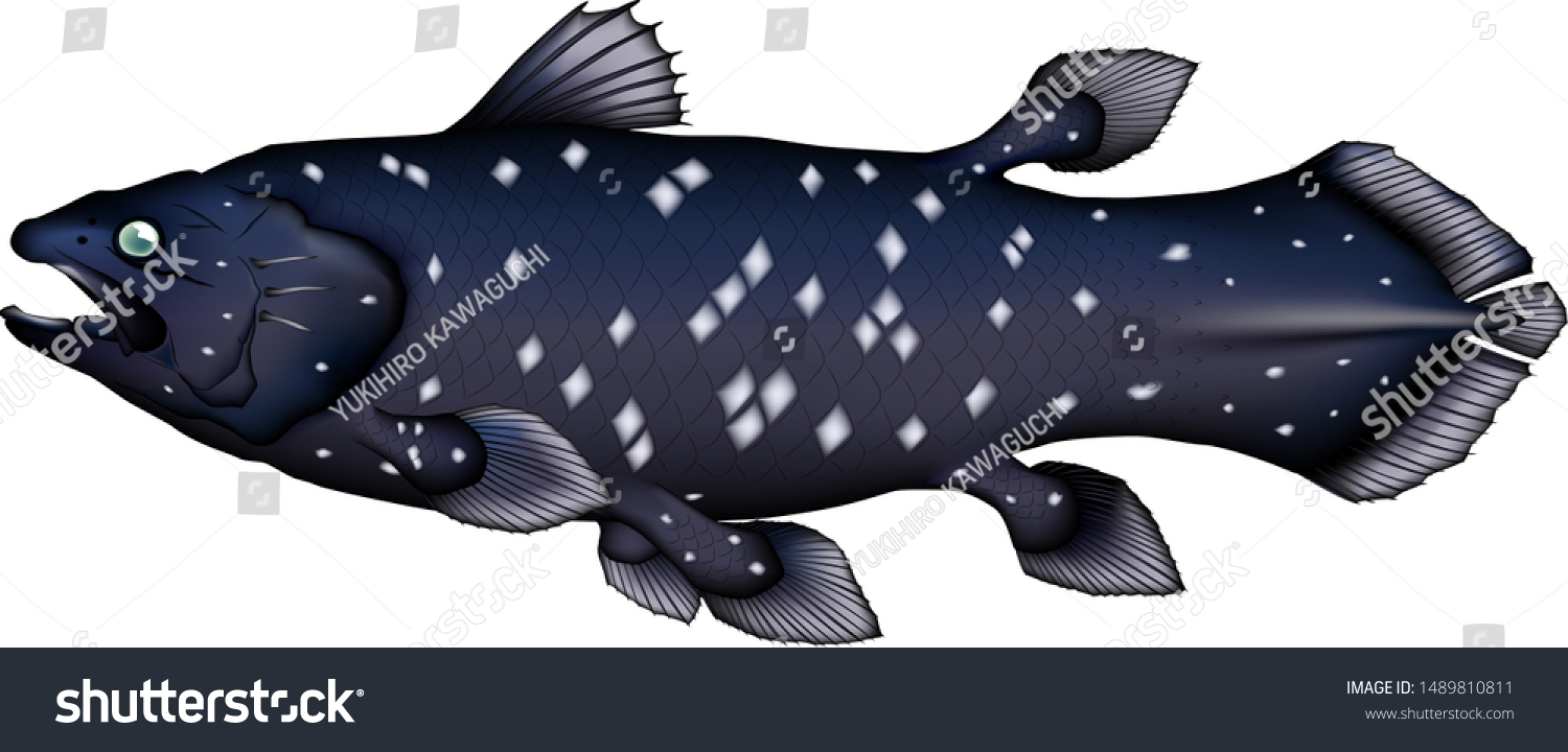Coelacanth Vector Illustration Created Eps Format Stock Vector (Royalty ...