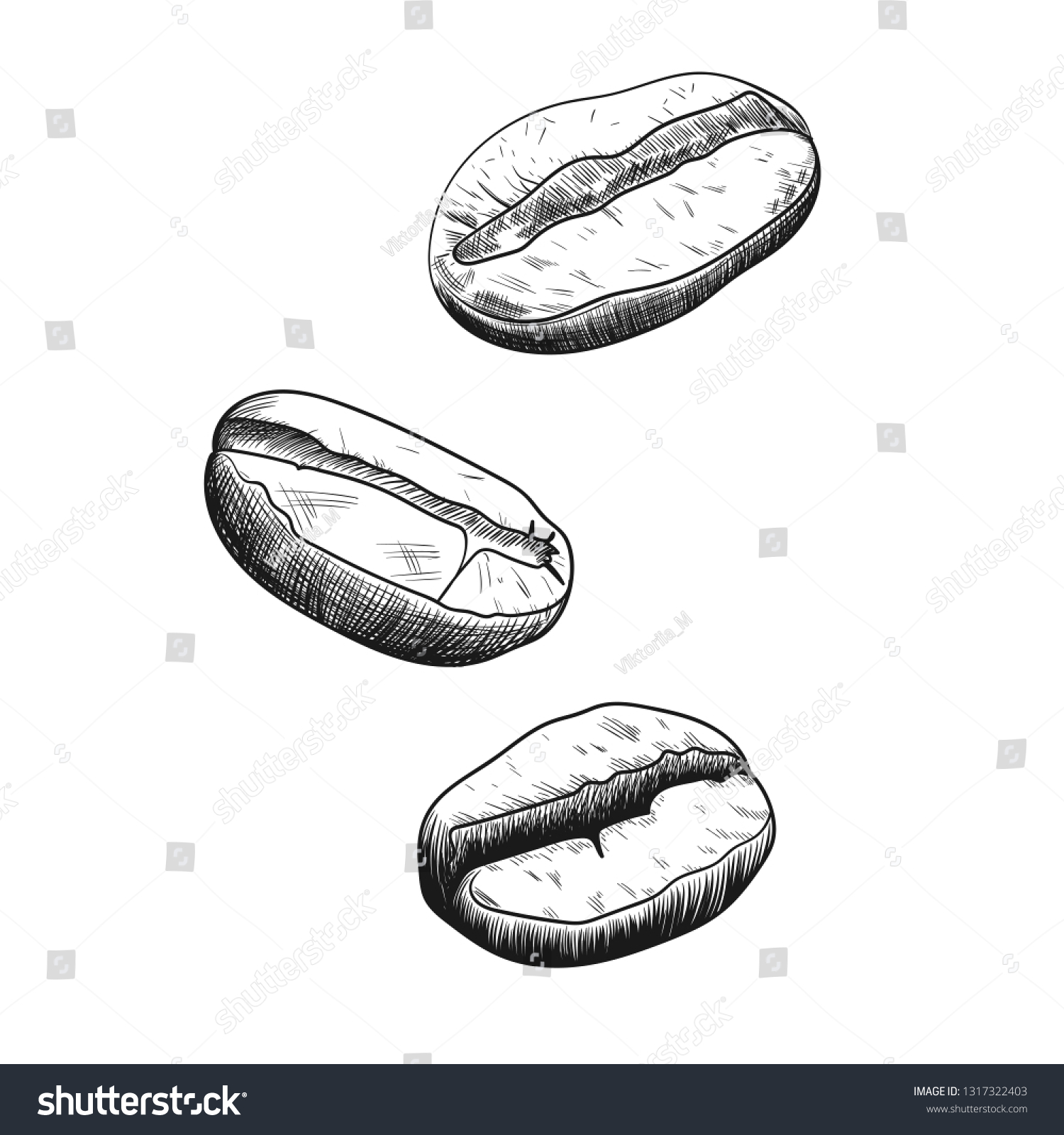 Coffee Beans Hand Drawing Sketch Vector: เวกเตอร์สต็อก (ปลอดค่า ...