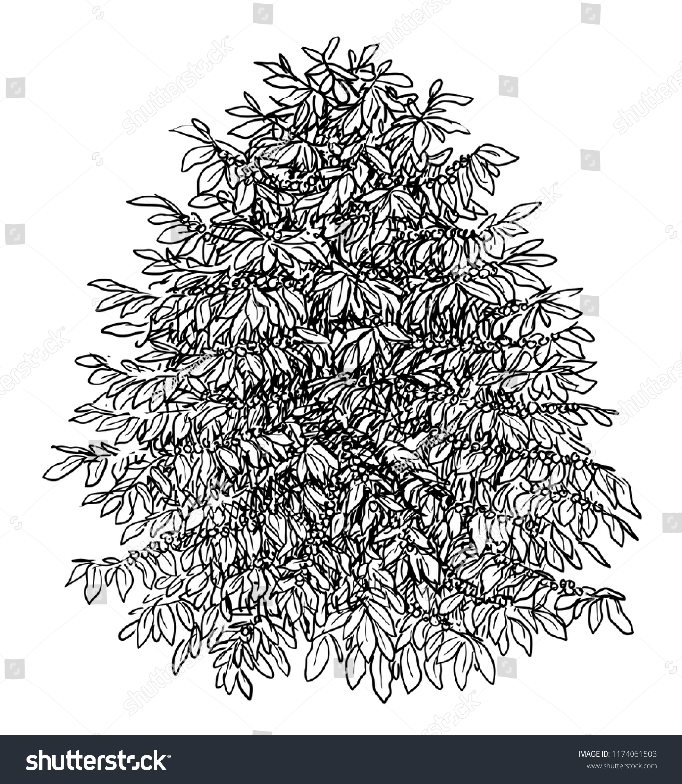 Coffee Bush Illustration Drawing Engraving Ink: vector de stock (libre ... Coffee Bush Illustration Drawing Engraving Ink: vector de stock (libre ...
