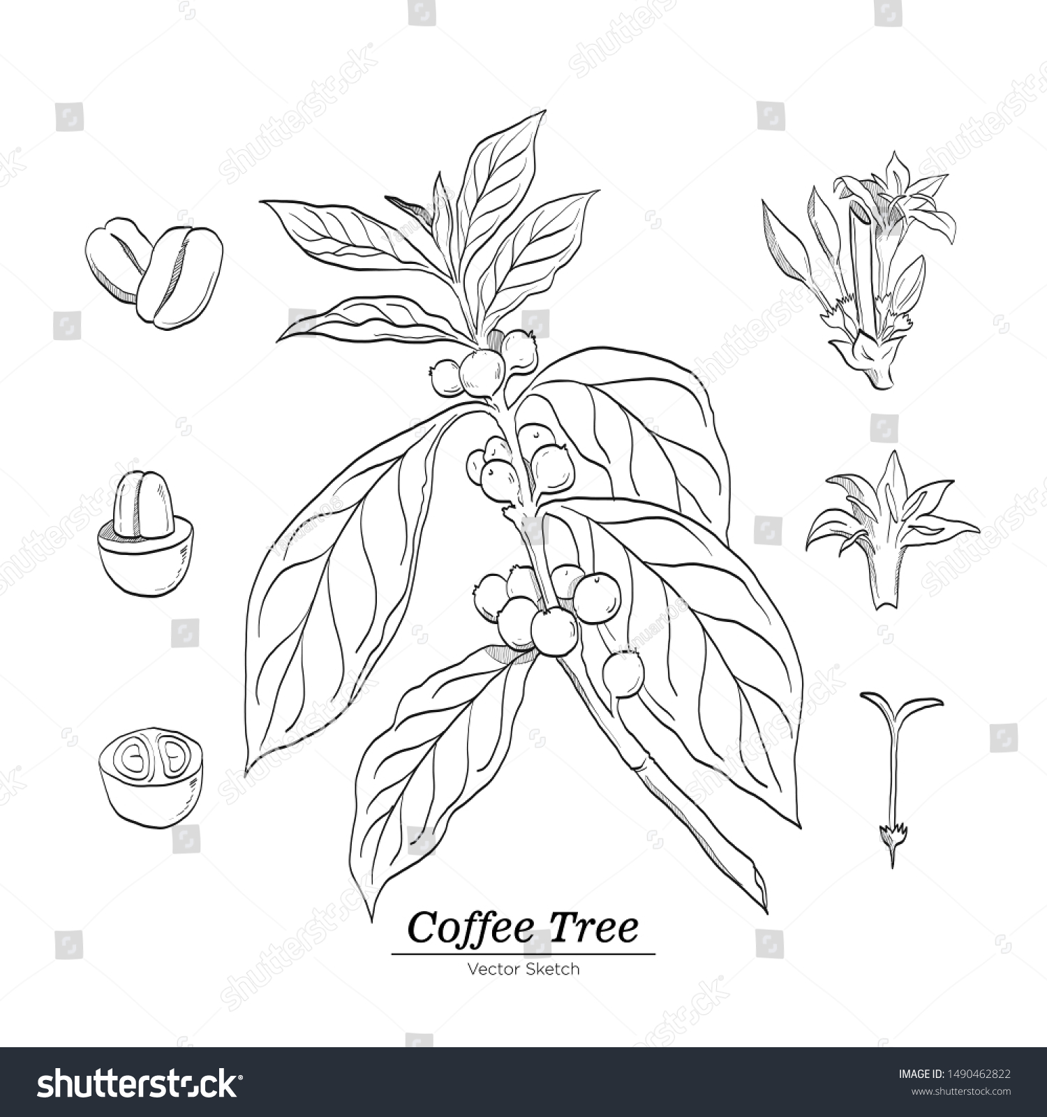 Coffee Tree Vector Sketch Hand Drawing: Vector có sẵn (miễn phí bản ...