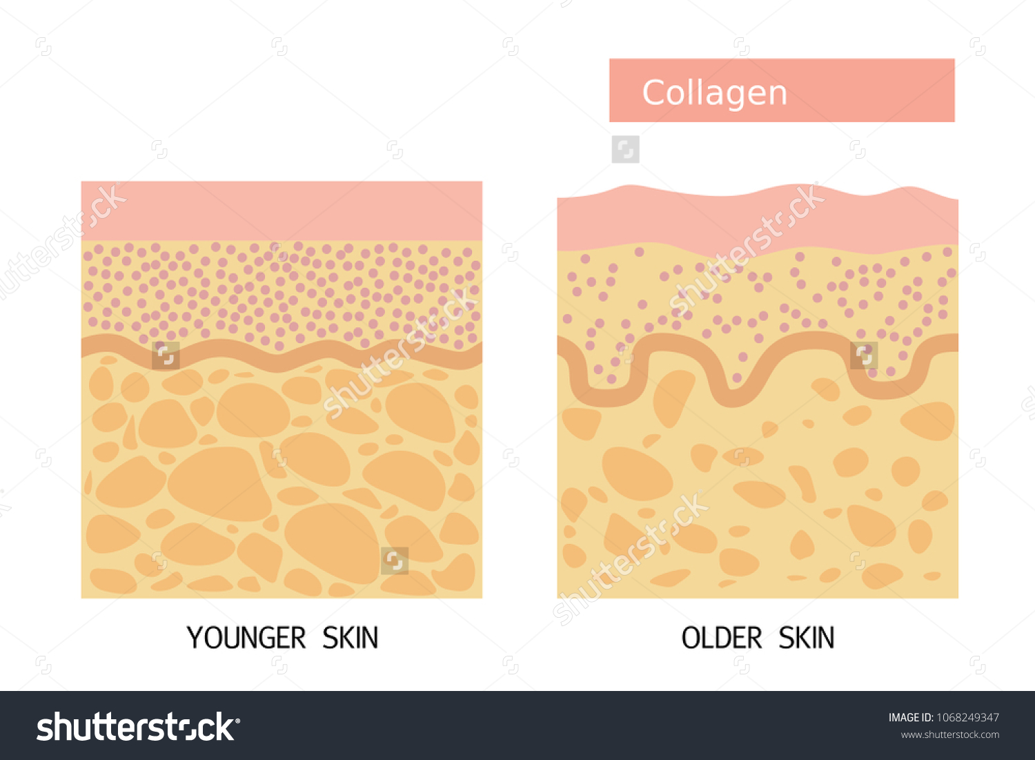 Colágeno, vector de protección de la: vector de stock (libre de ...